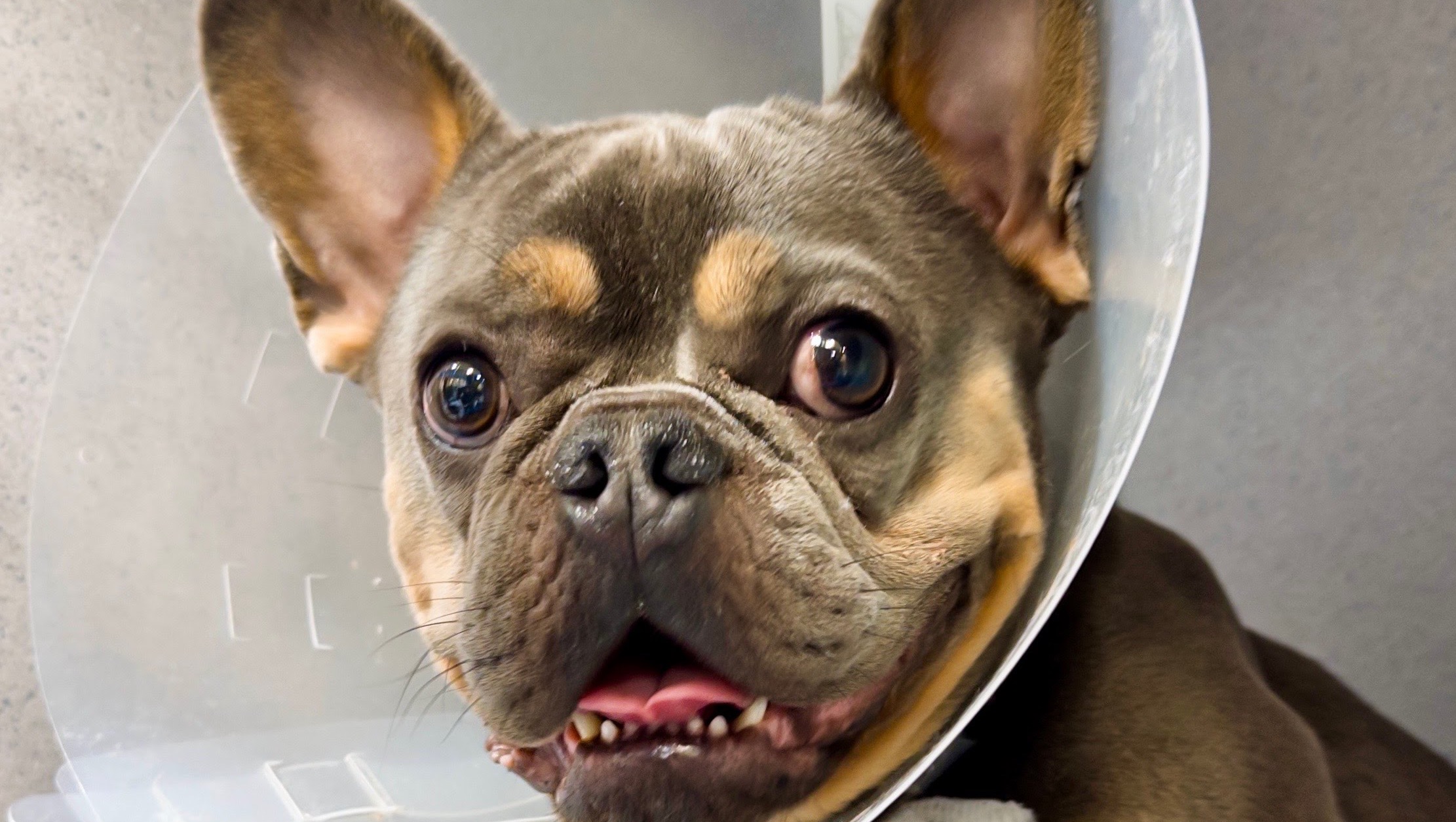 Fundraiser by Elizabeth Quezada O'Rourke : Help Peanut Walk Again After ...