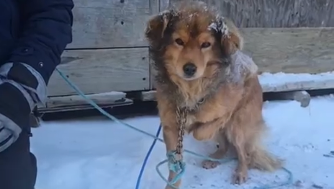 Fundraiser by Boreal Animal Rescue : Because Every Animal Matters