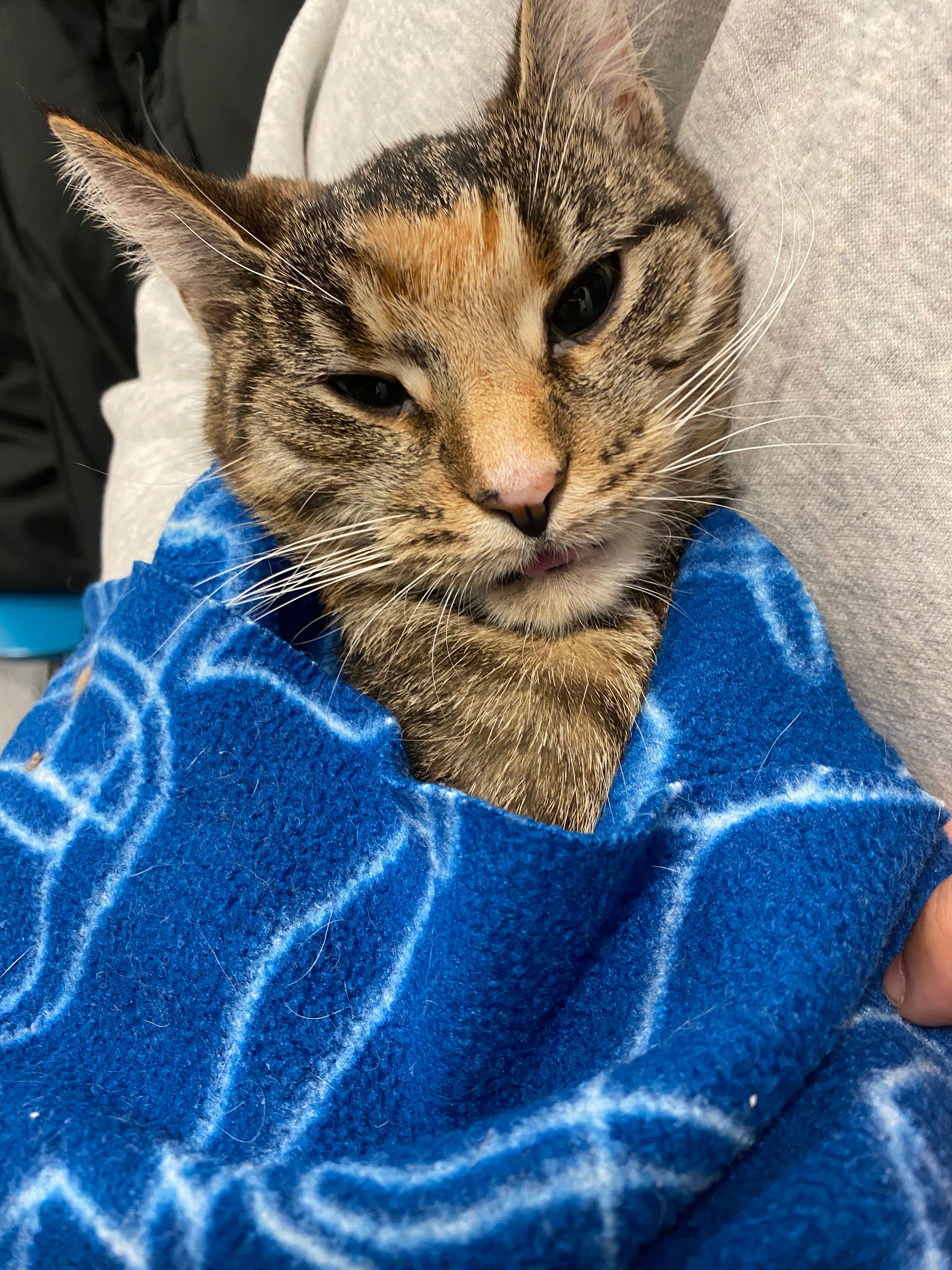 Fundraiser for Emili Harris by Maria AG : Help Ruby get lifesaving surgery