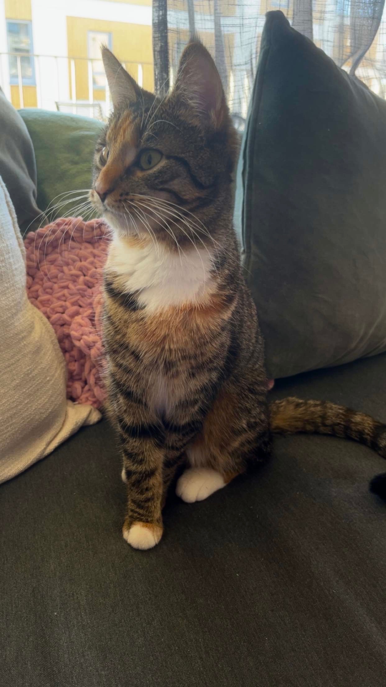 Fundraiser for Emili Harris by Maria AG : Help Ruby get lifesaving surgery