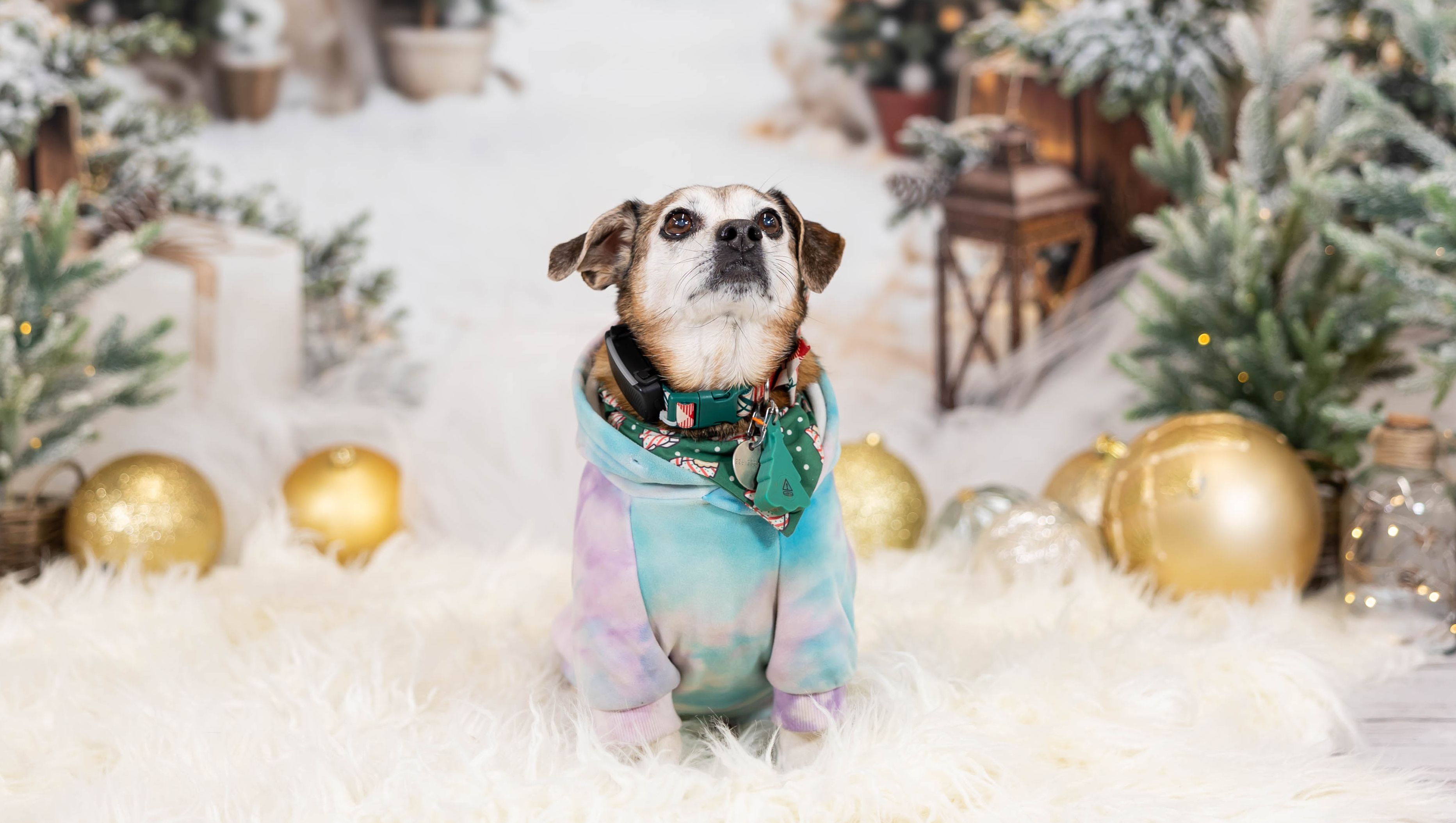 Fundraiser by Elisha Schwehr : Sammy Needs Surgery