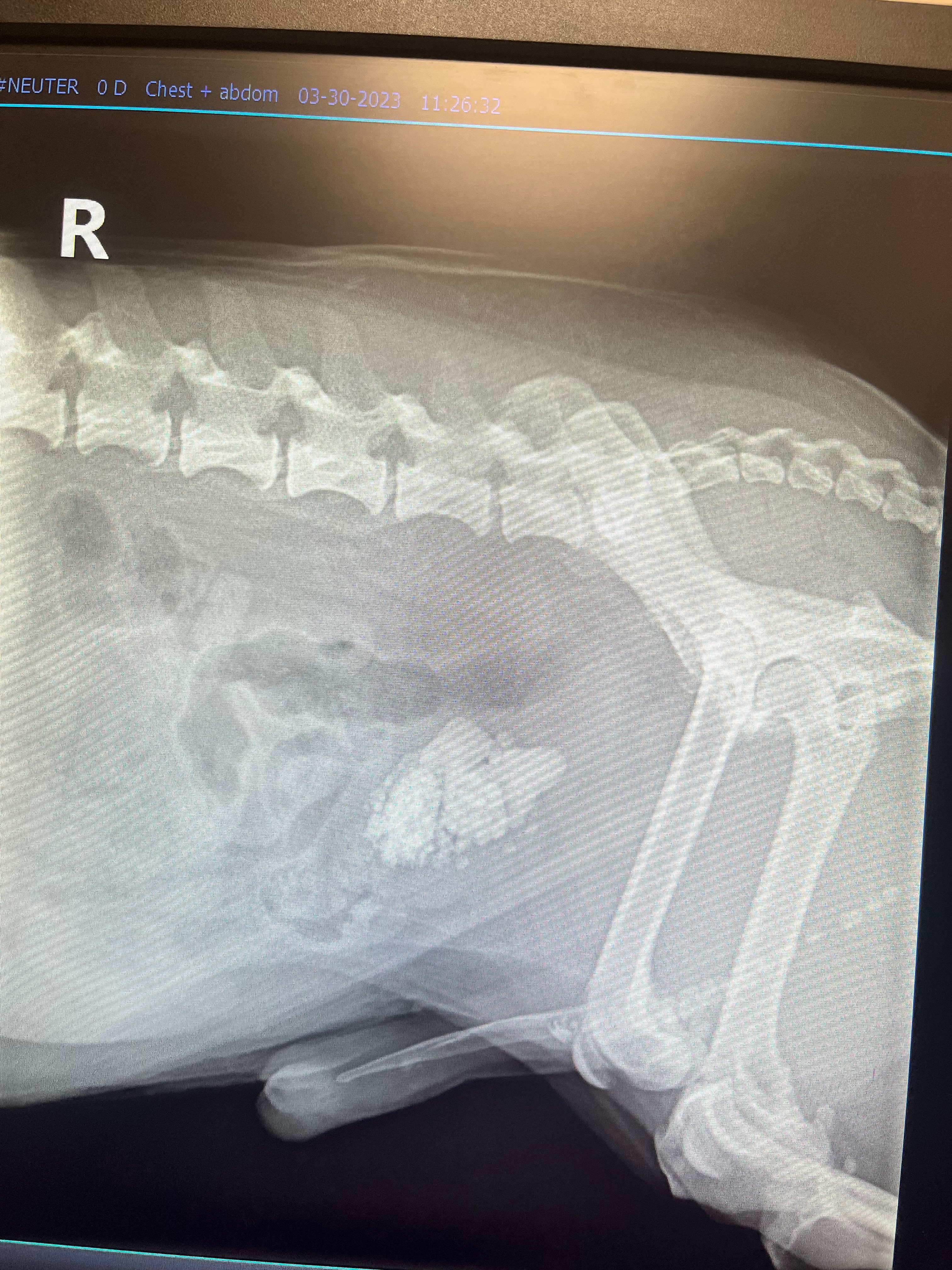 Fundraiser by Elisha Schwehr : Sammy Needs Surgery