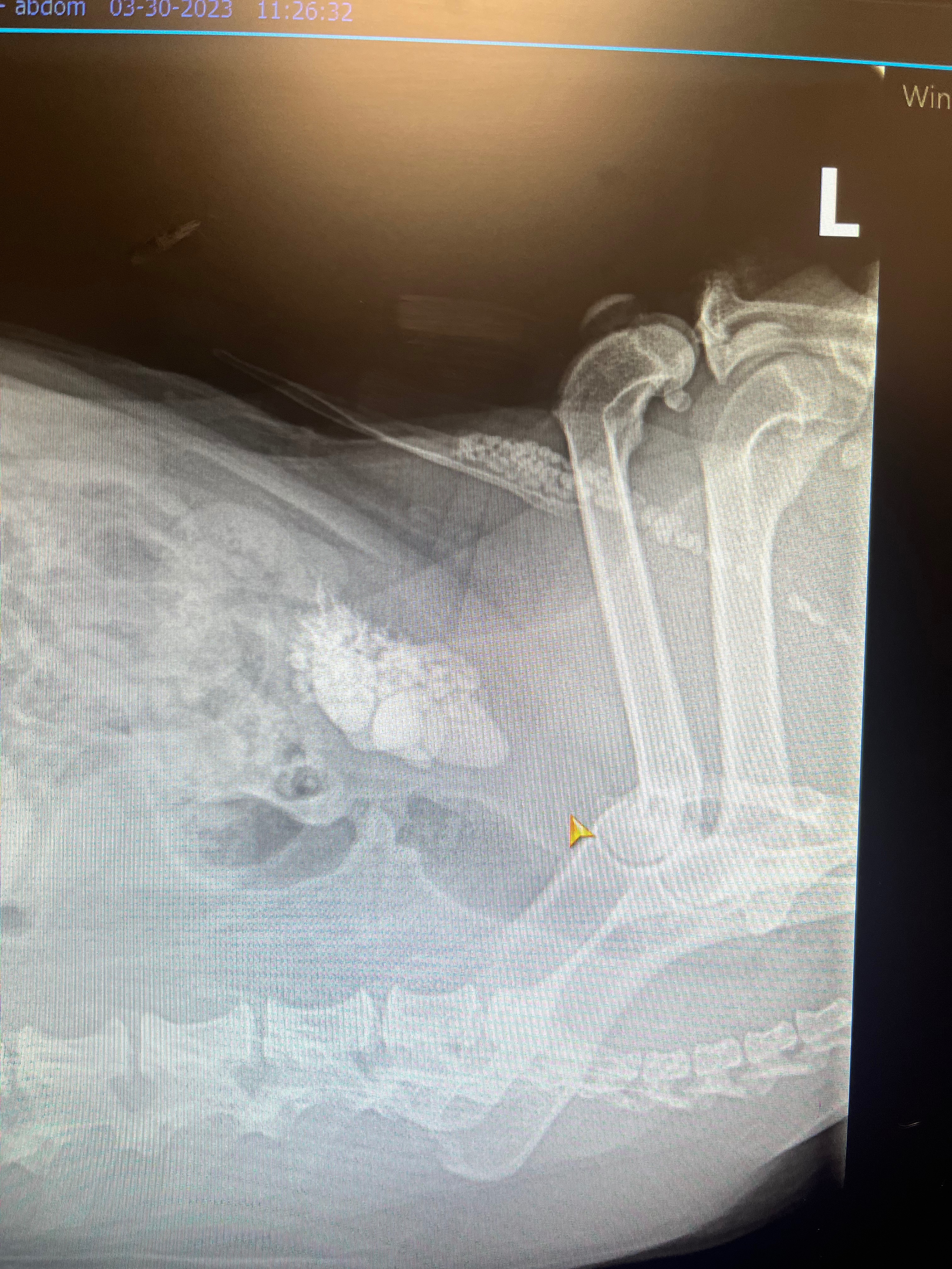 Fundraiser by Elisha Schwehr : Sammy Needs Surgery