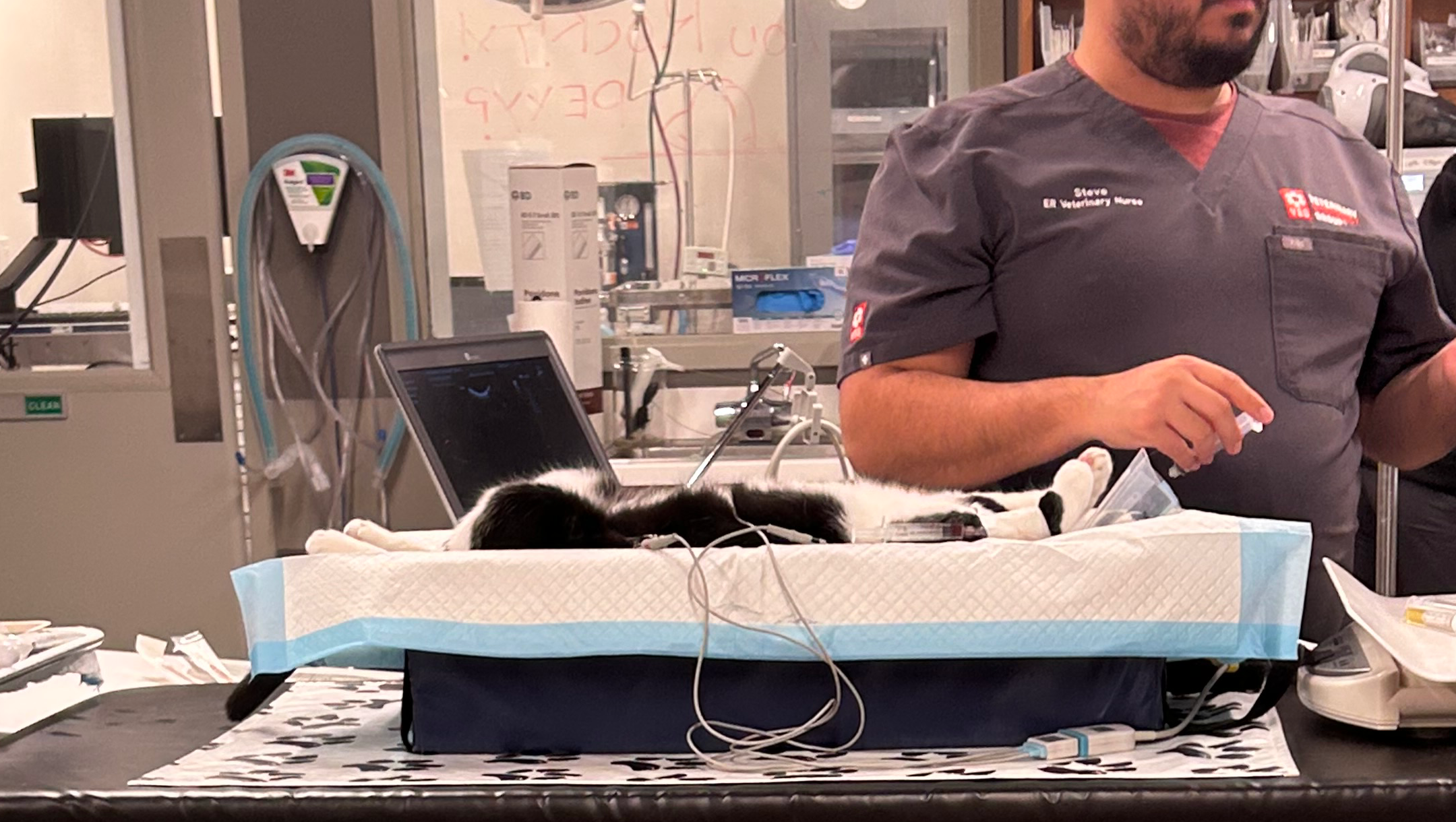 Fundraiser by Emma Doherty : Support for Our Pets' Emergency Vet Bills