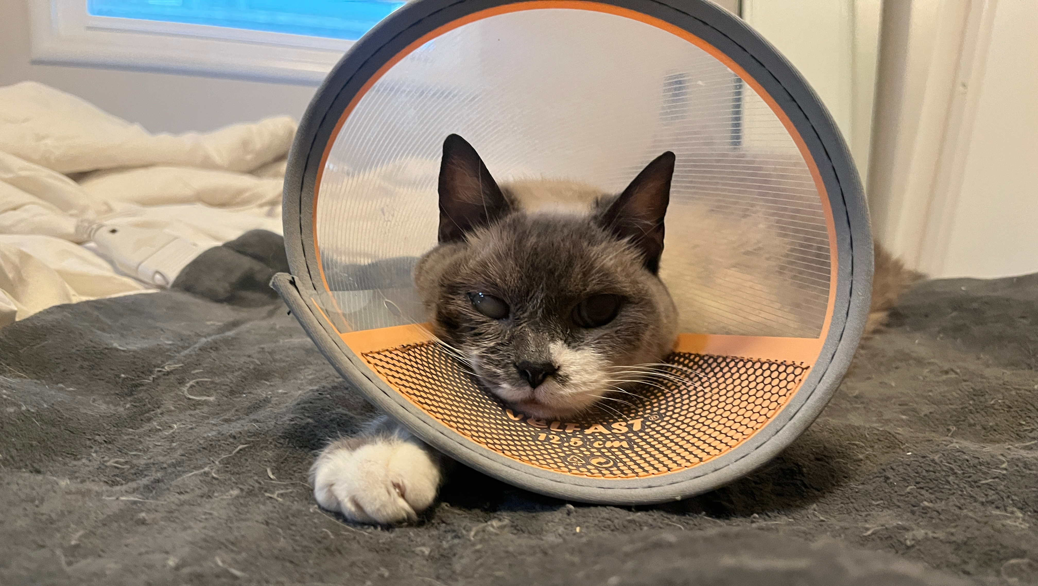 Fundraiser by KateMarie Boccone : Help Peanut Get Her Eye Surgery