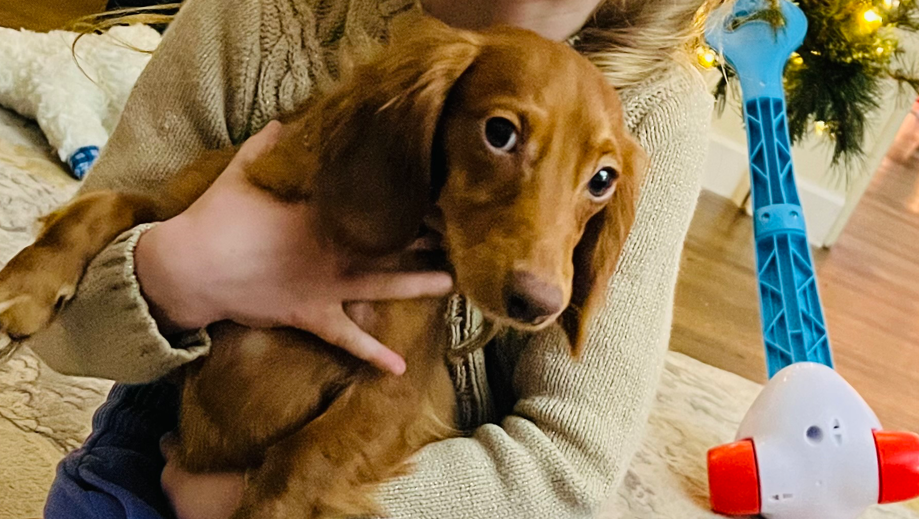 Fundraiser by Amber Patton : Help Loki Breathe Easy Again