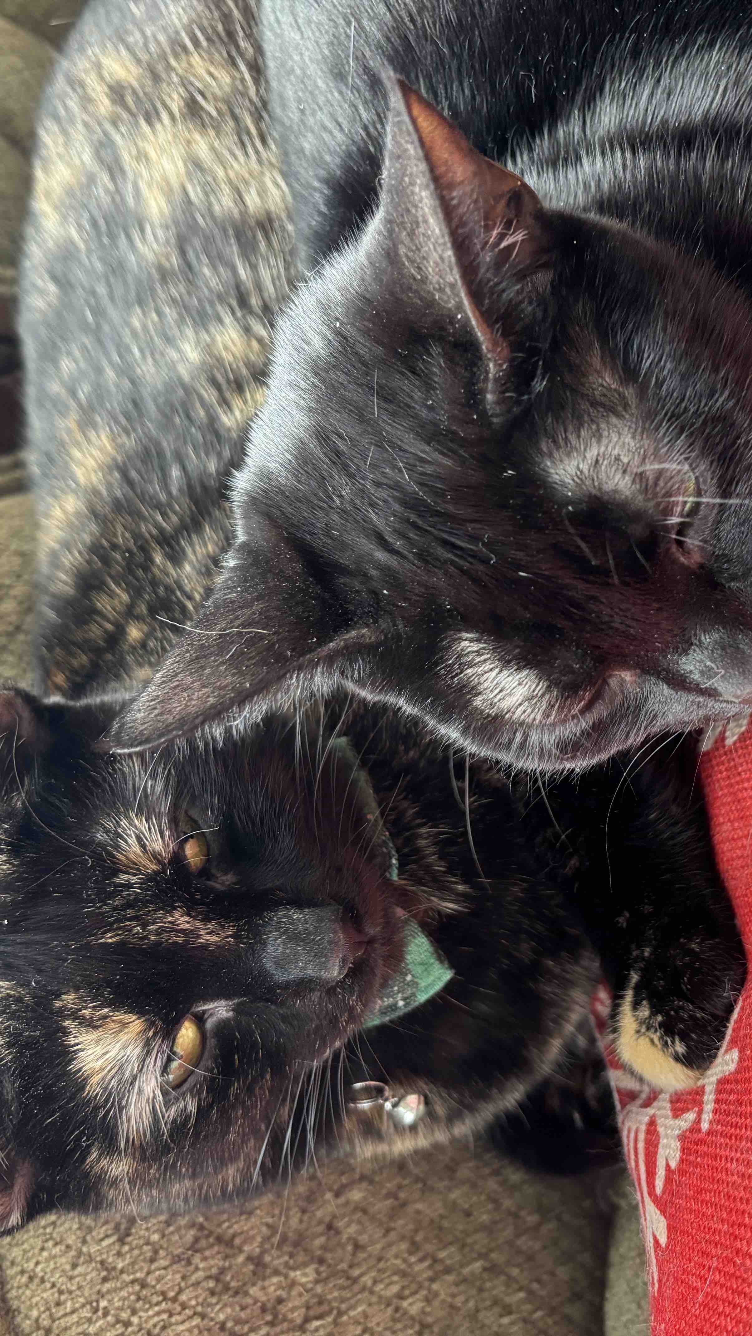 Fundraiser by Emma Reynolds : Help Support Two Struggling Trans Guys in ...