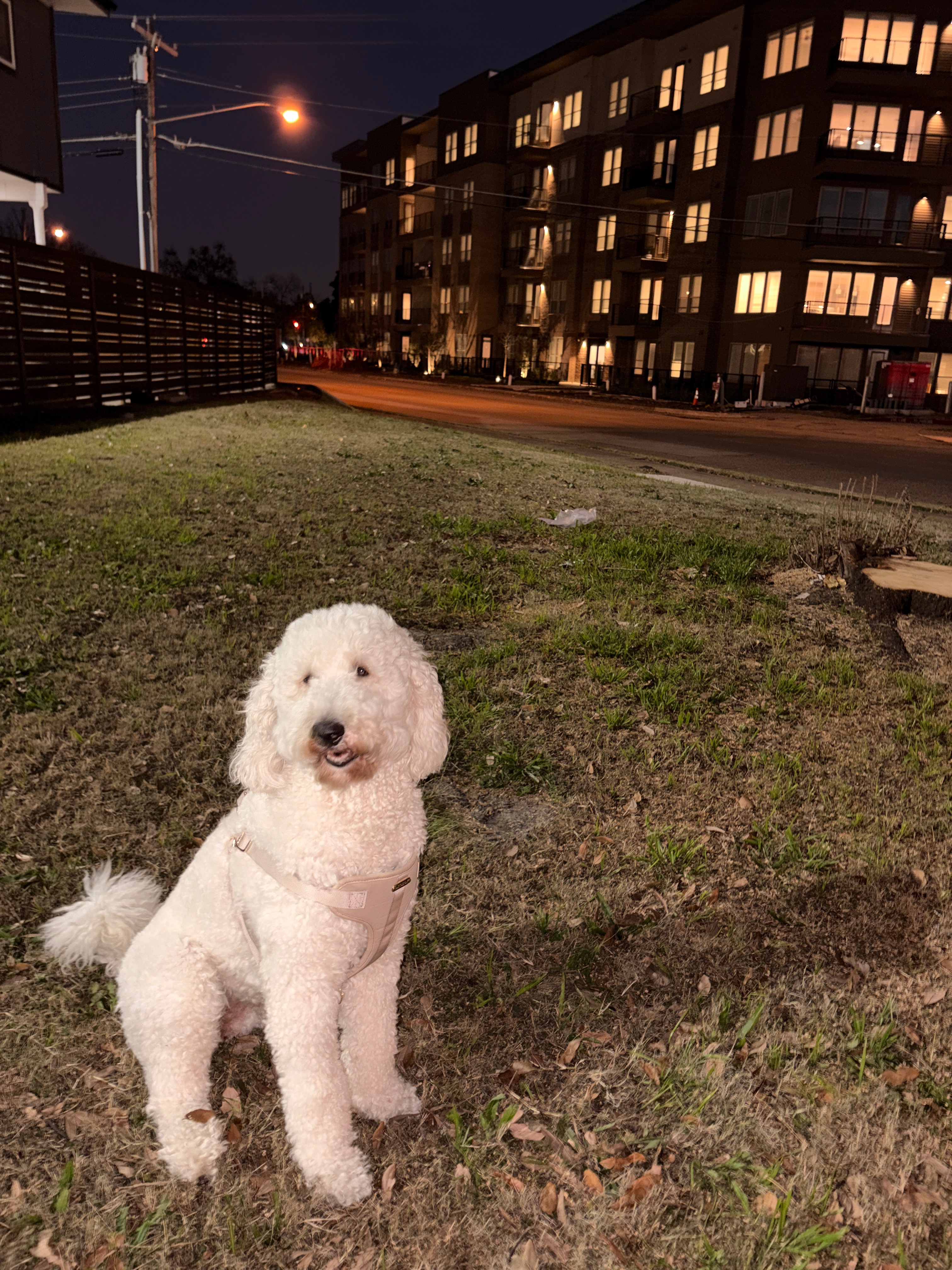 Fundraiser by Alexandra Ventura : Ayuda a Lucy a luchar contra la IMHA