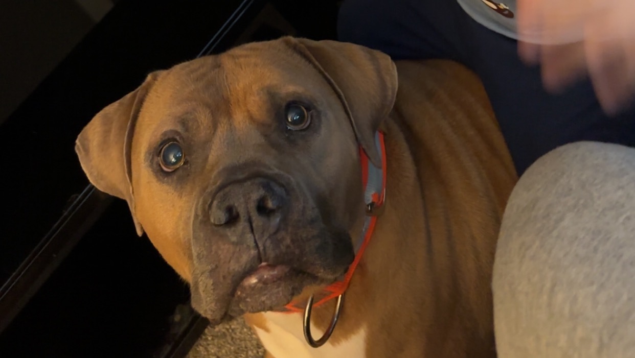 Fundraiser by Brandon Vanleuven : Help Rocco Get Life-Saving Surgery