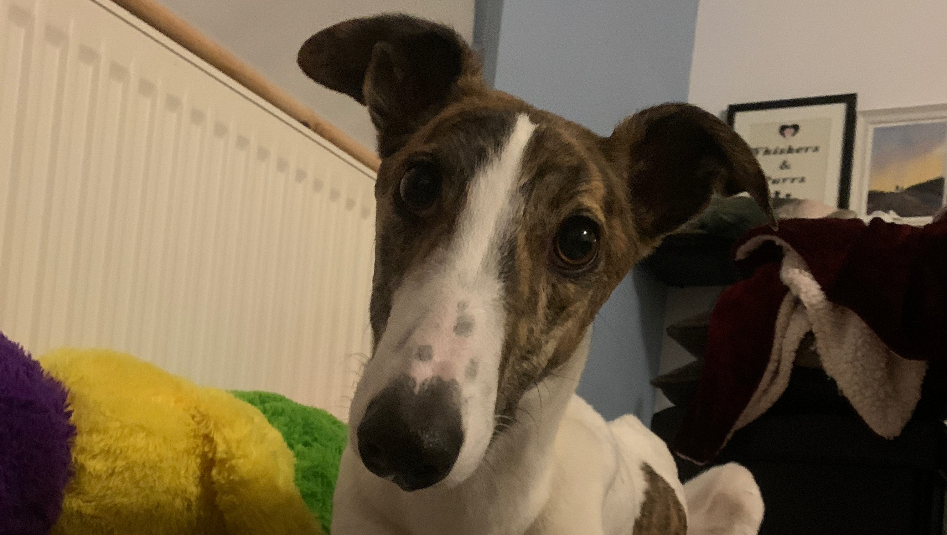 Fundraiser by Emma Power : Help Jess get surgery to repair her leg