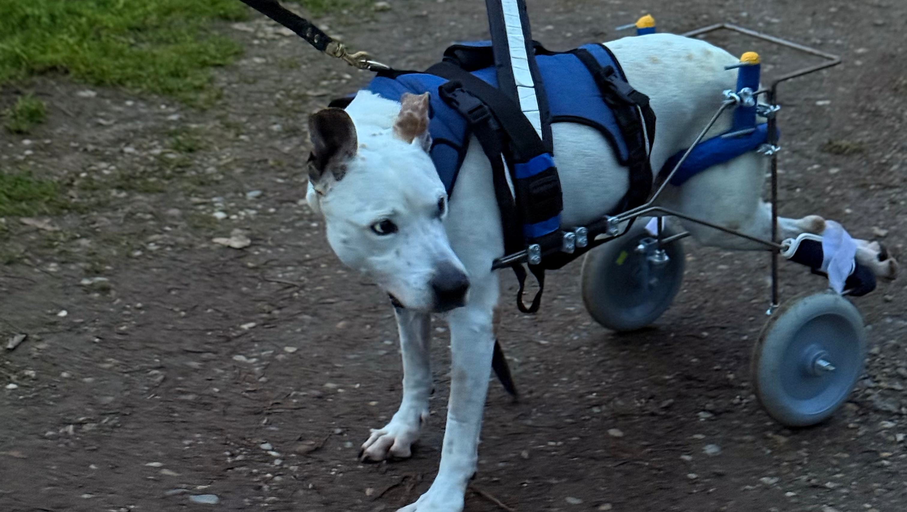 Fundraiser by Nicoletta Colombo : AIUTIAMO RYAN E ROSABEL A TORNARE A ...