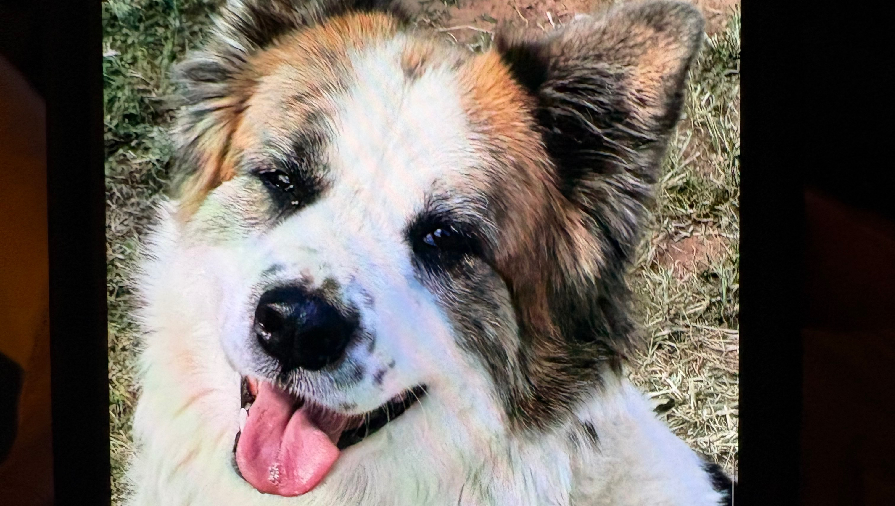 Fundraiser by Alex Allbritton : Support Rhonda After Losing Beloved Zoe