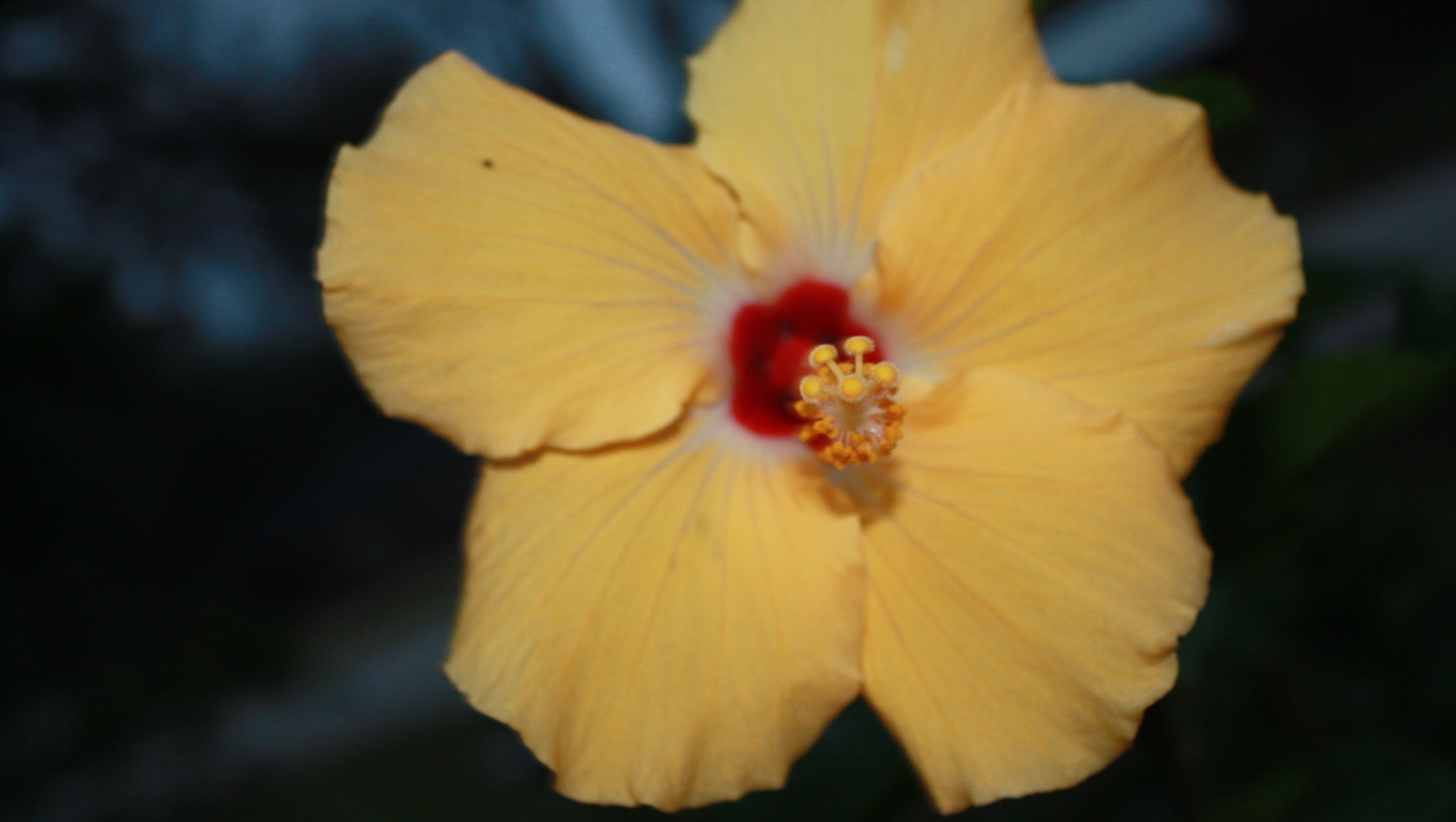 Fundraiser by Michael Sessums : Help Us Move closer to family