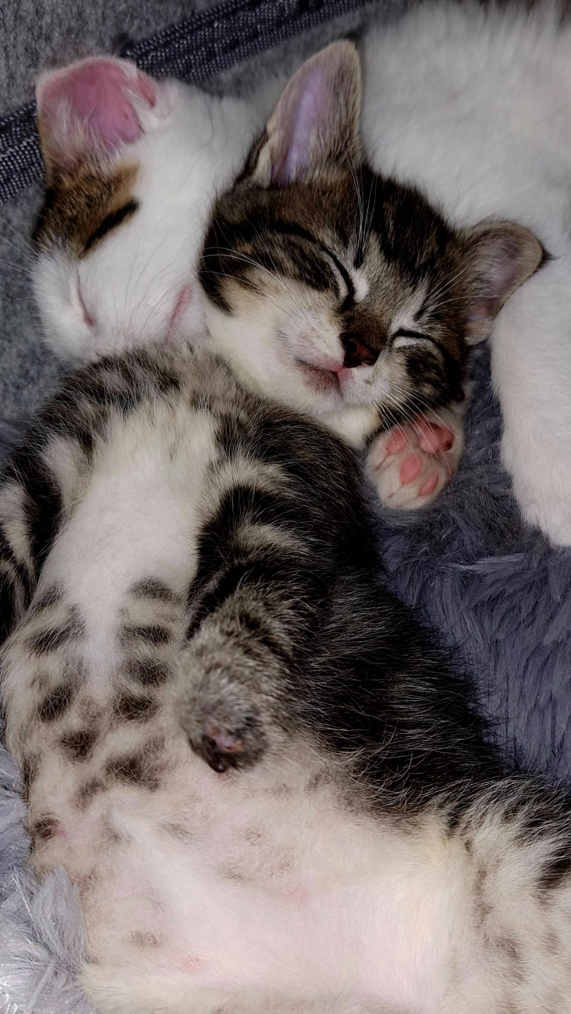 Fundraiser by Leonie Kunath : Operation Kätzchen