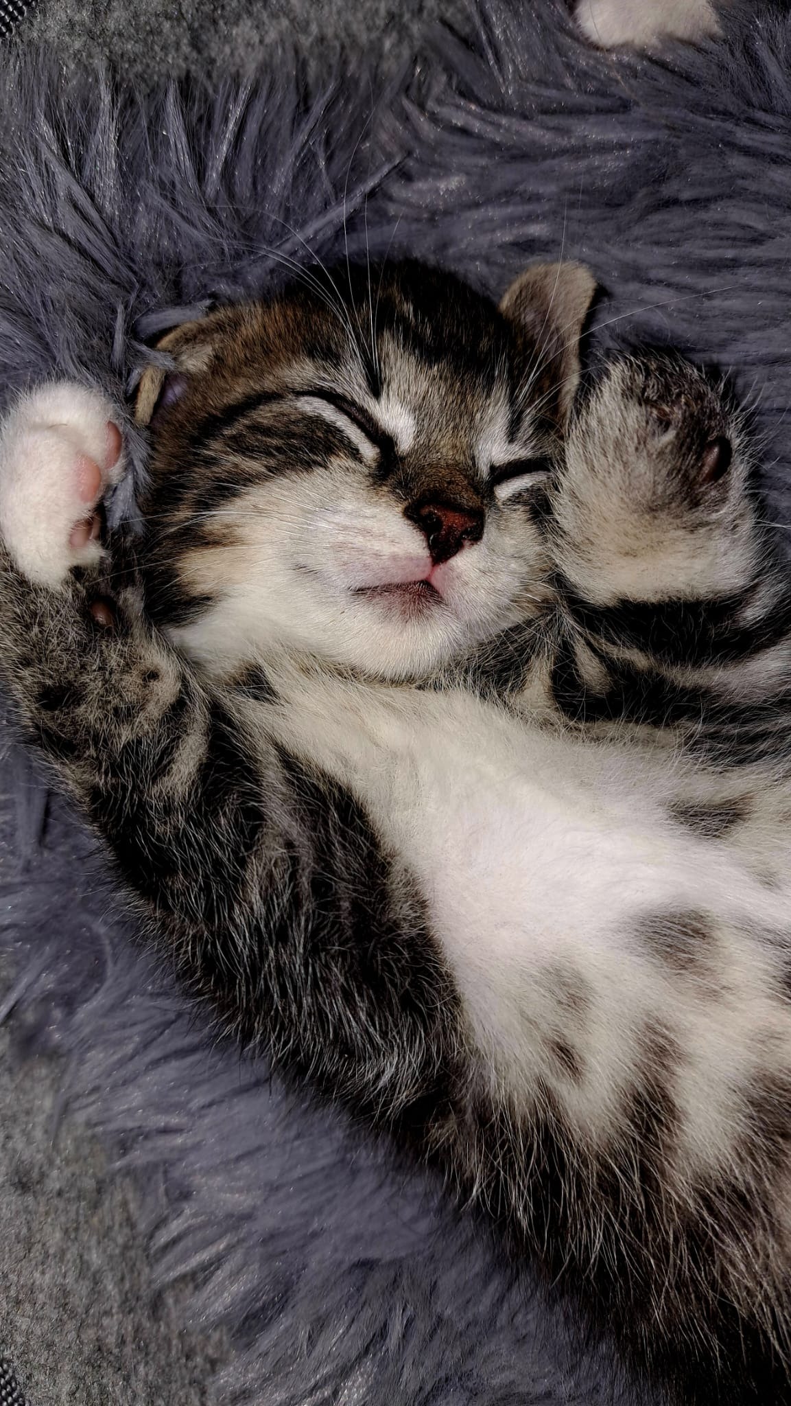 Fundraiser by Leonie Kunath : Operation Kätzchen