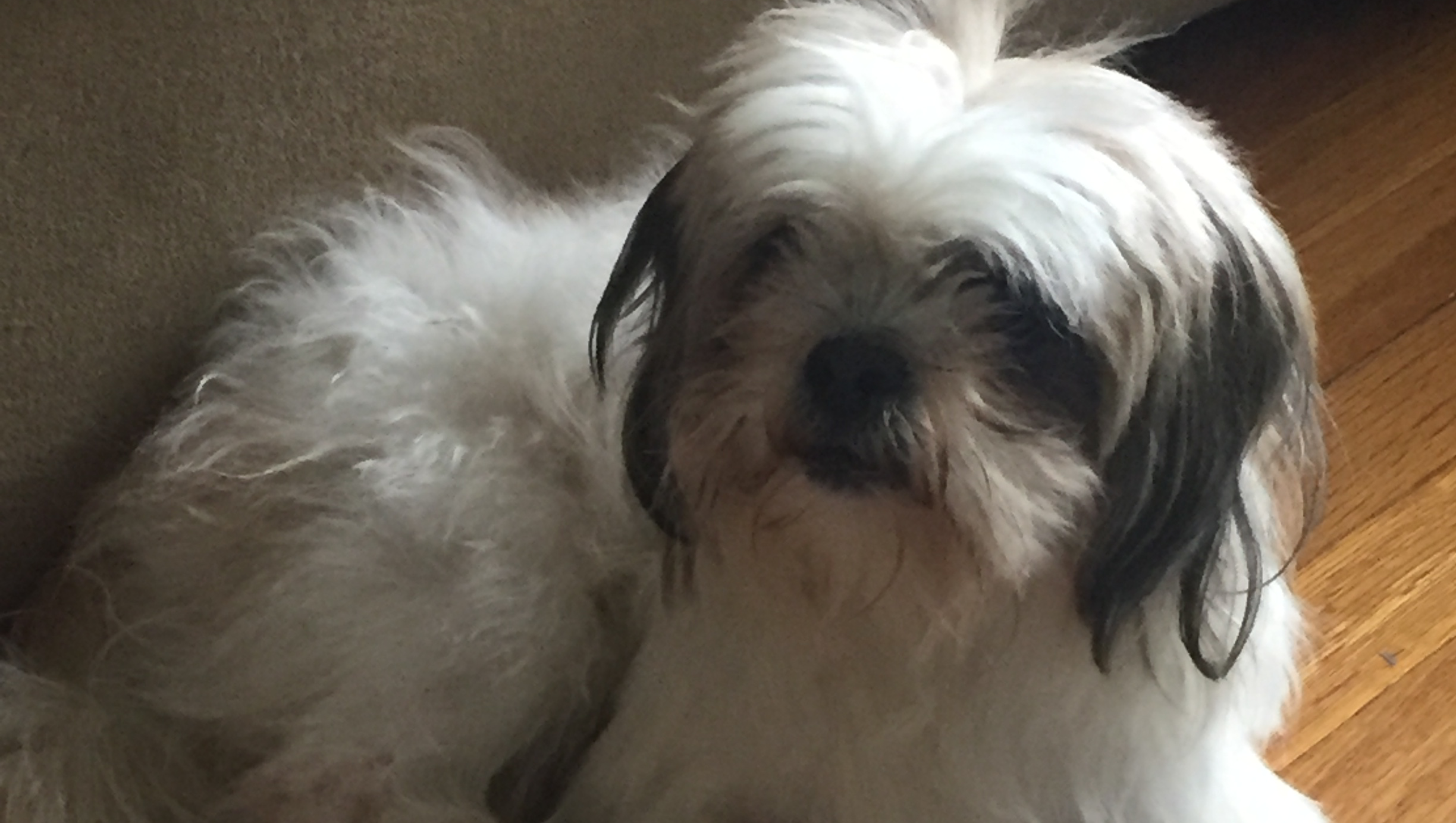 Fundraiser by Melson Monteiro : Give Blue a Second Chance at Happiness