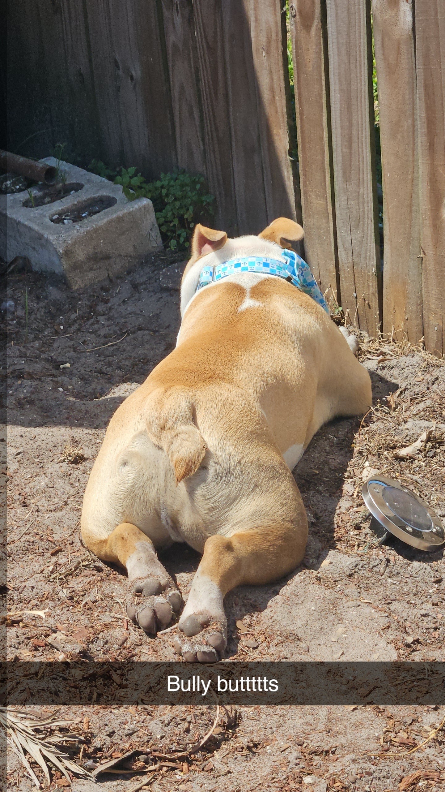 Fundraiser by Desiree Perrone : Give Elvis Dean His Best Life Back