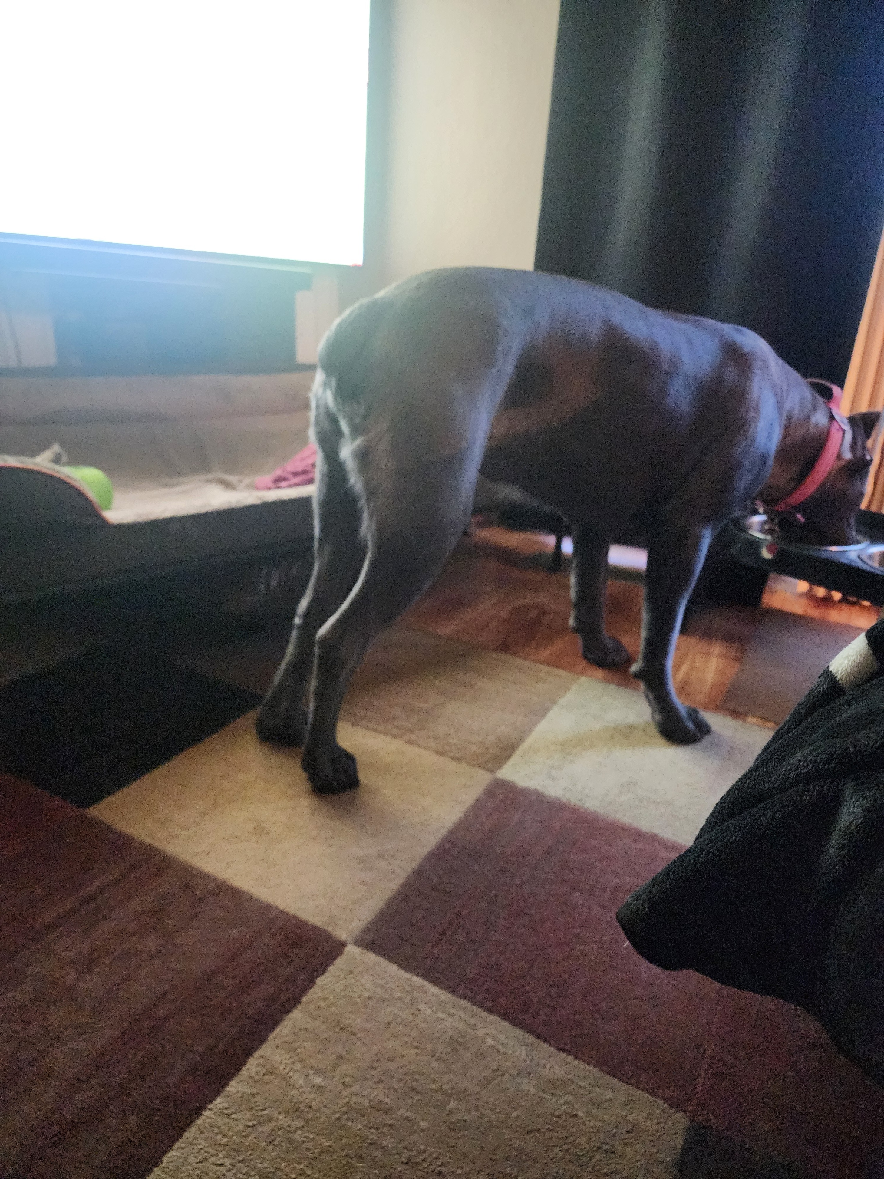 Fundraiser by BRANDON Young : Help Stella Get Her Surgery