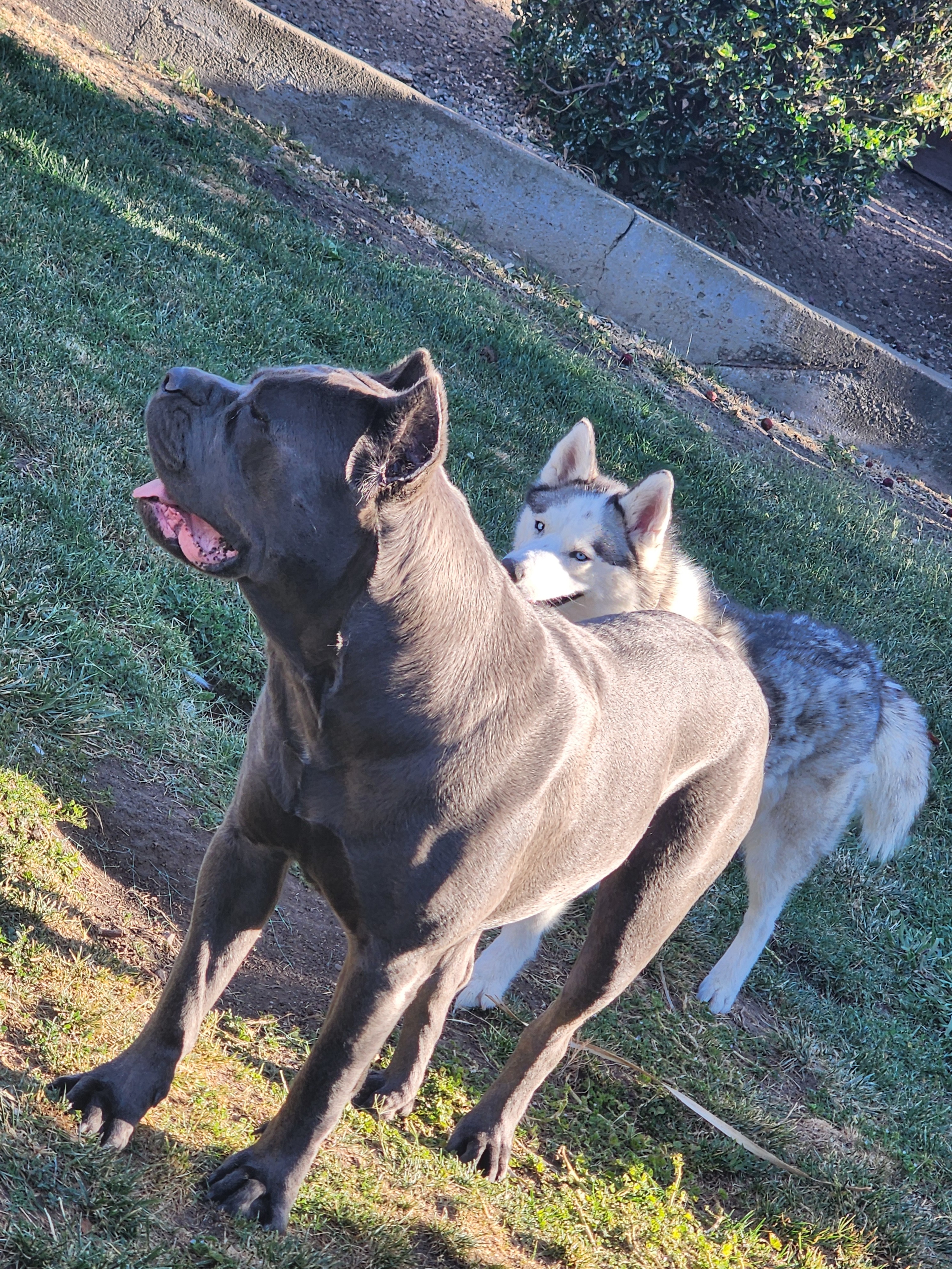 Fundraiser by BRANDON Young : Help Stella Get Her Surgery