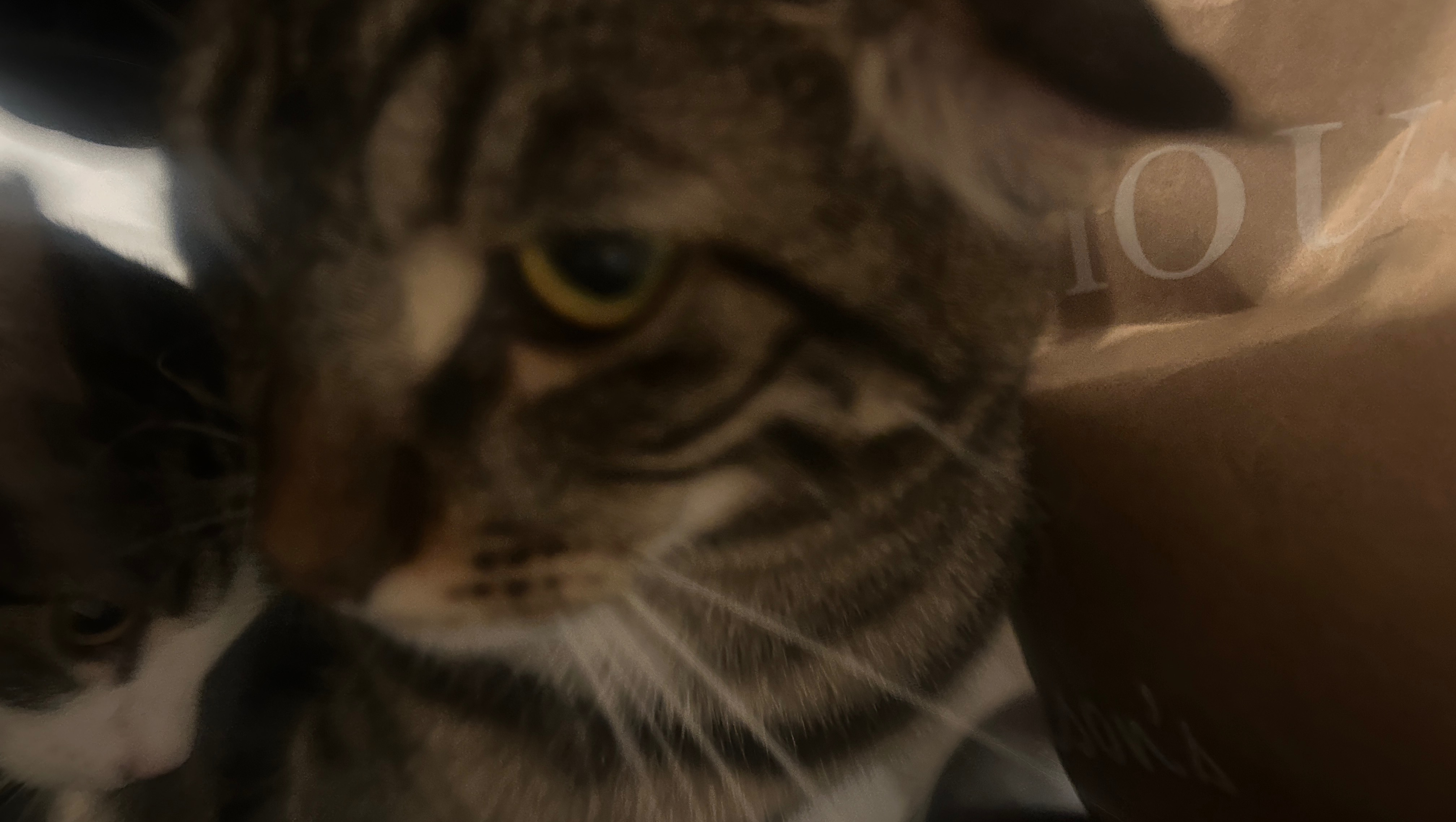 Fundraiser by Angelyna Martínez : Please Help Donatello — Vet Bills for ...