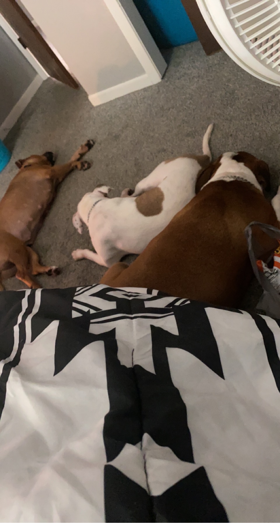 Fundraiser by Aliyah Ellis : Help Nala Walk Again: ACL Surgery for My Dog