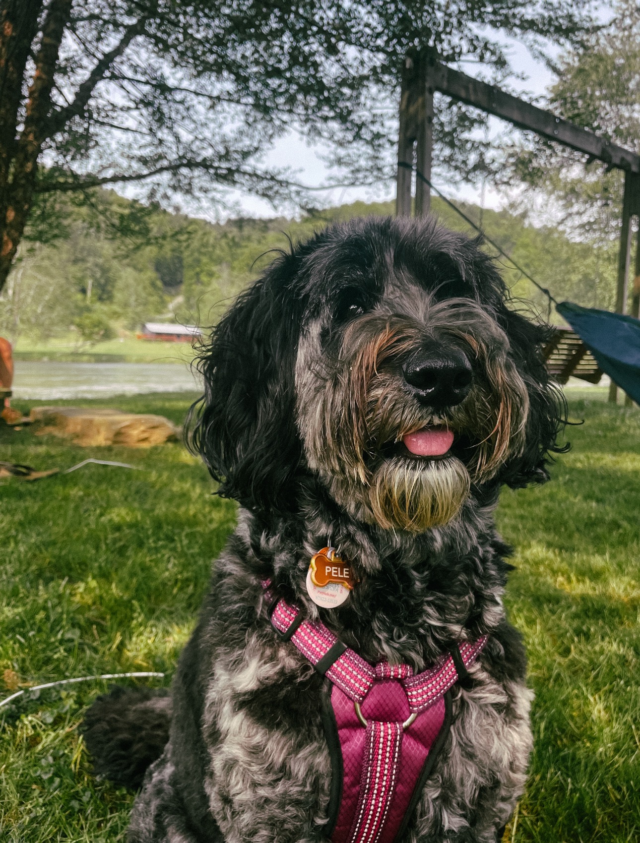 Fundraiser by Ashley Berry : Help Pele Get Her Crucial Surgery
