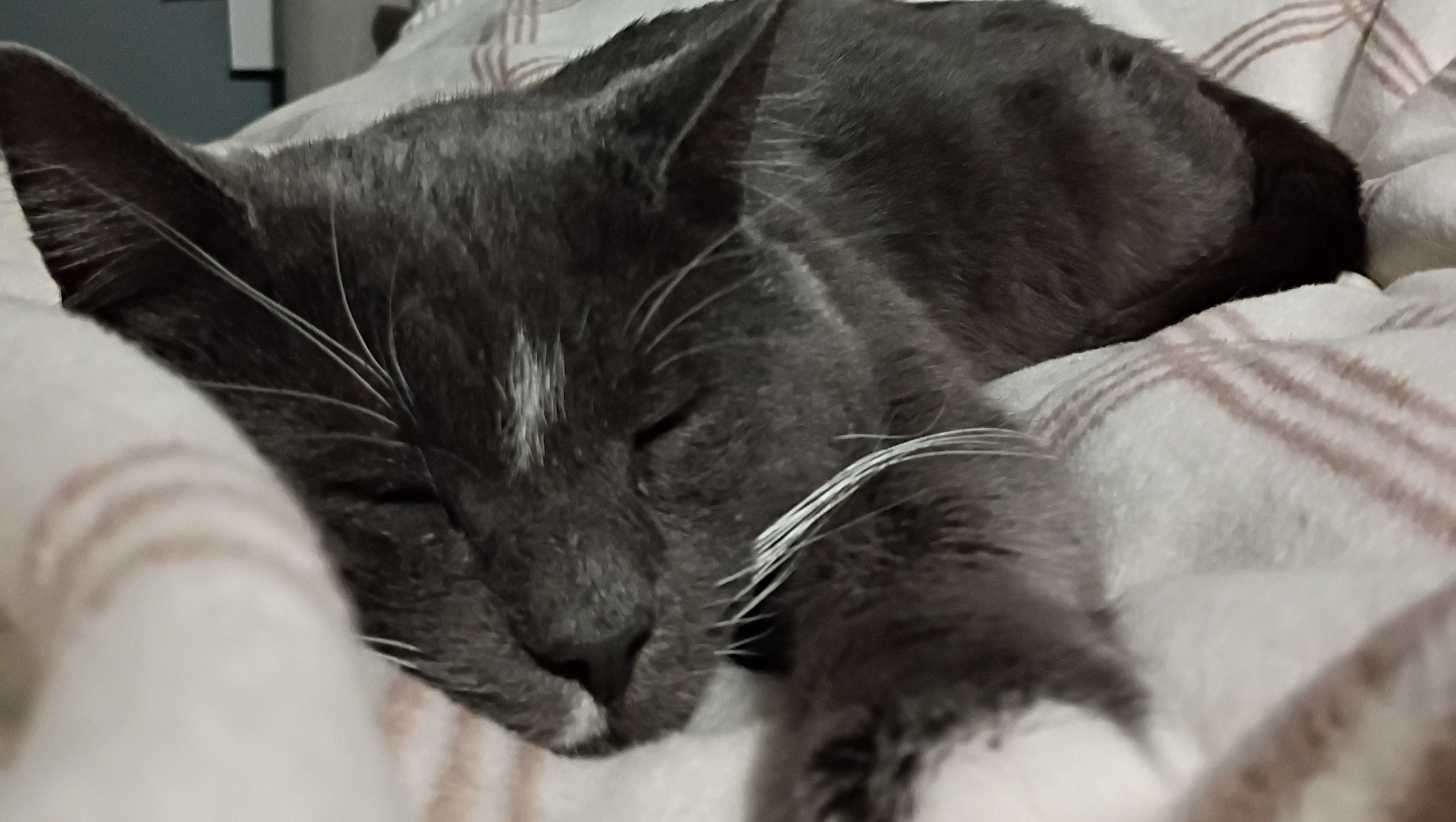 Fundraiser by Jennifer Mroz : Support Wizzy's Journey to Health and Safety