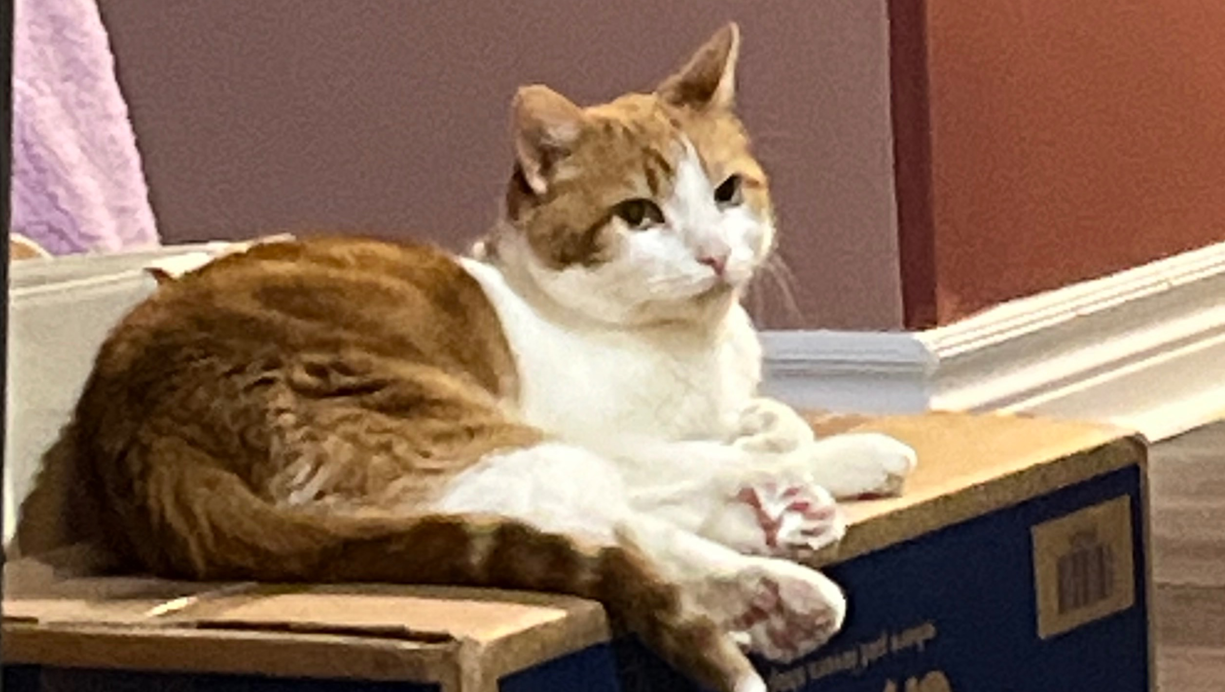 Fundraiser by Casey Voit : Support for Lucky Bean’s Vet Visits and Care