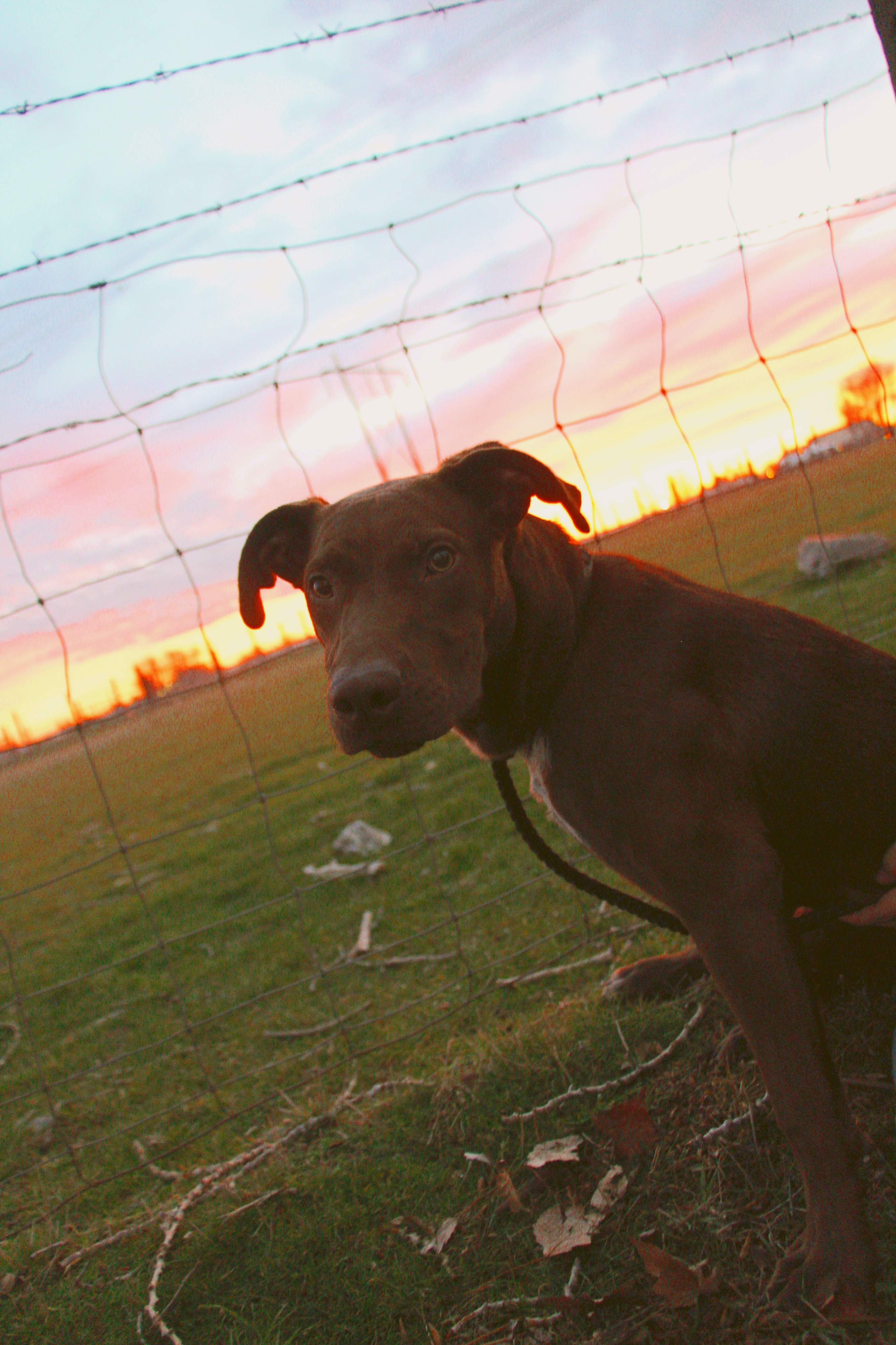 Fundraiser for Mayra Ayala by Nancy Pena : Help Goldie heal