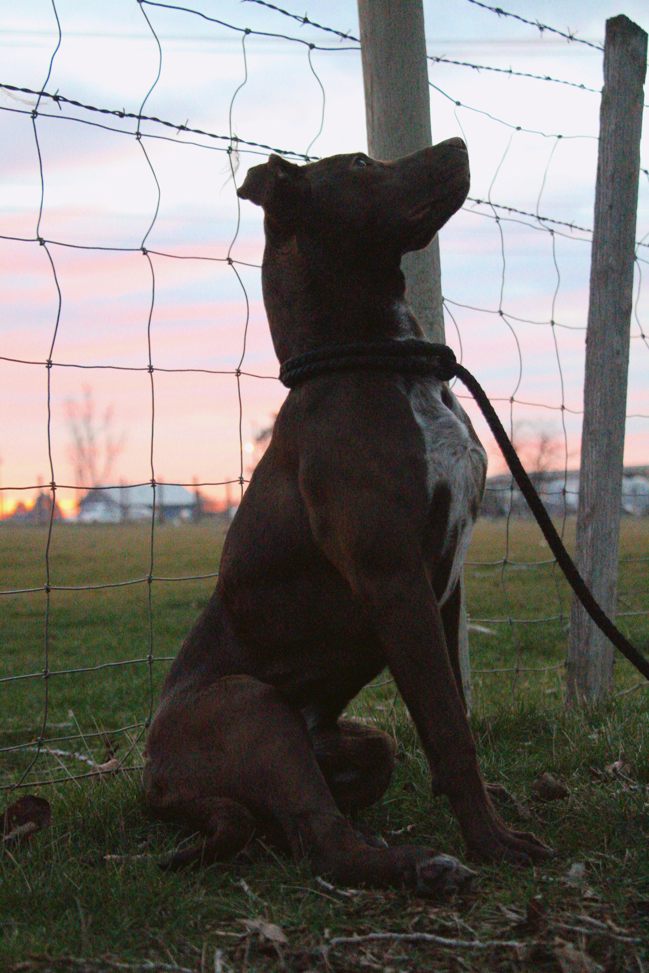 Fundraiser for Mayra Ayala by Nancy Pena : Help Goldie heal