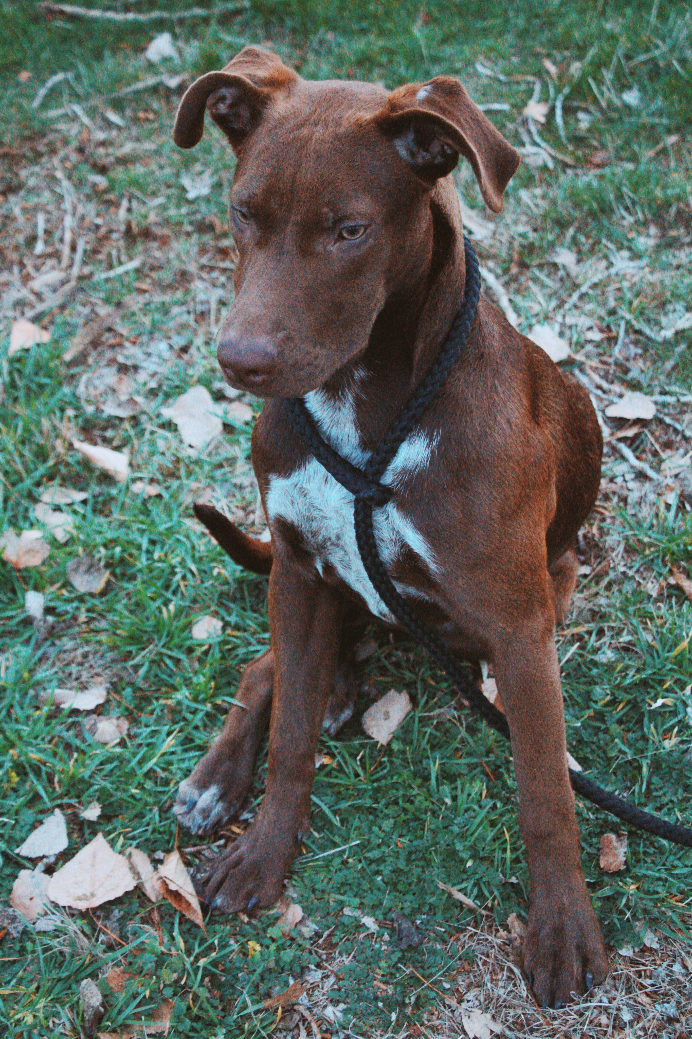 Fundraiser for Mayra Ayala by Nancy Pena : Help Goldie heal