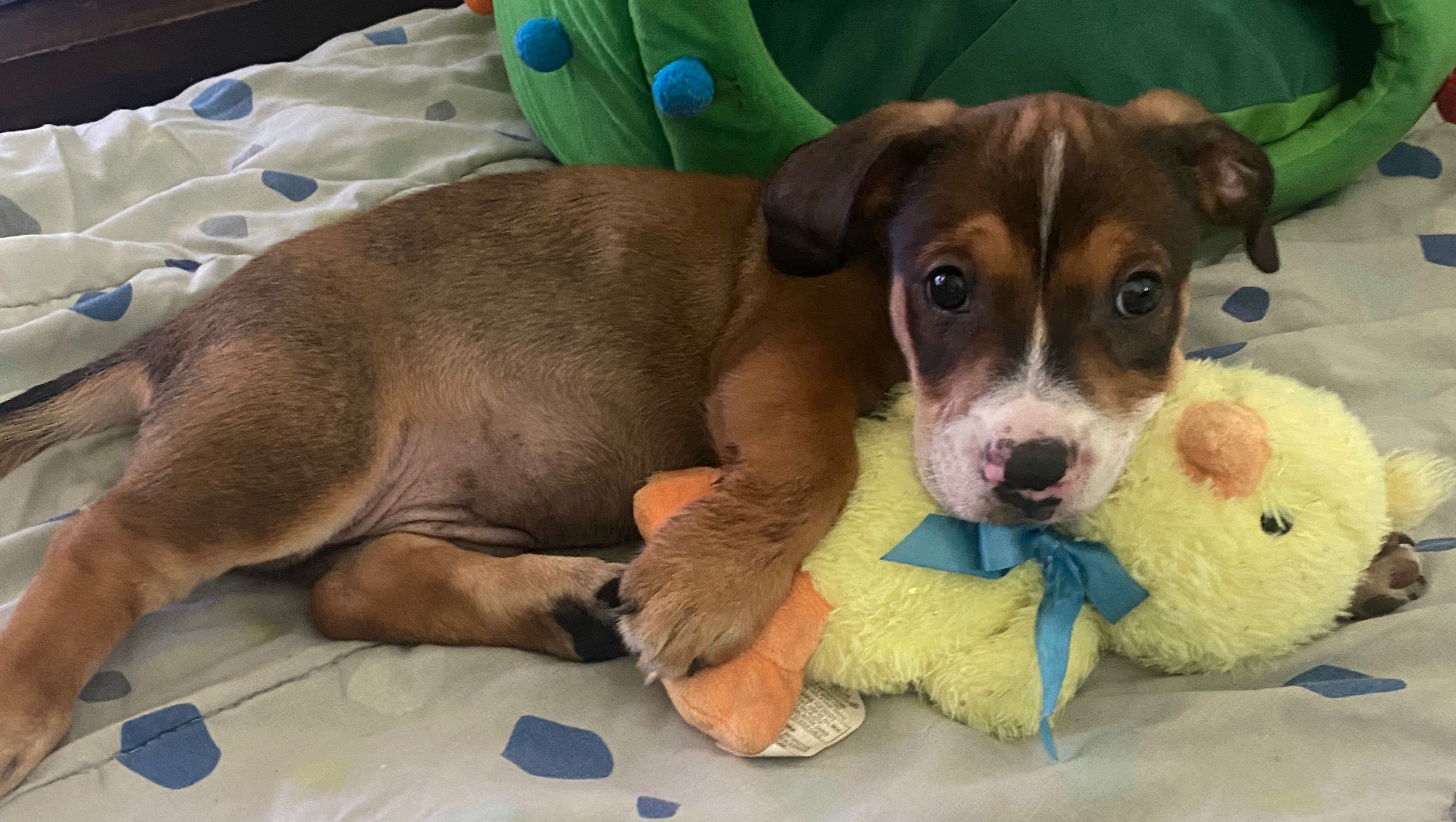 Fundraiser by Ethan Hutton : Support Bear’s Parvo Treatment