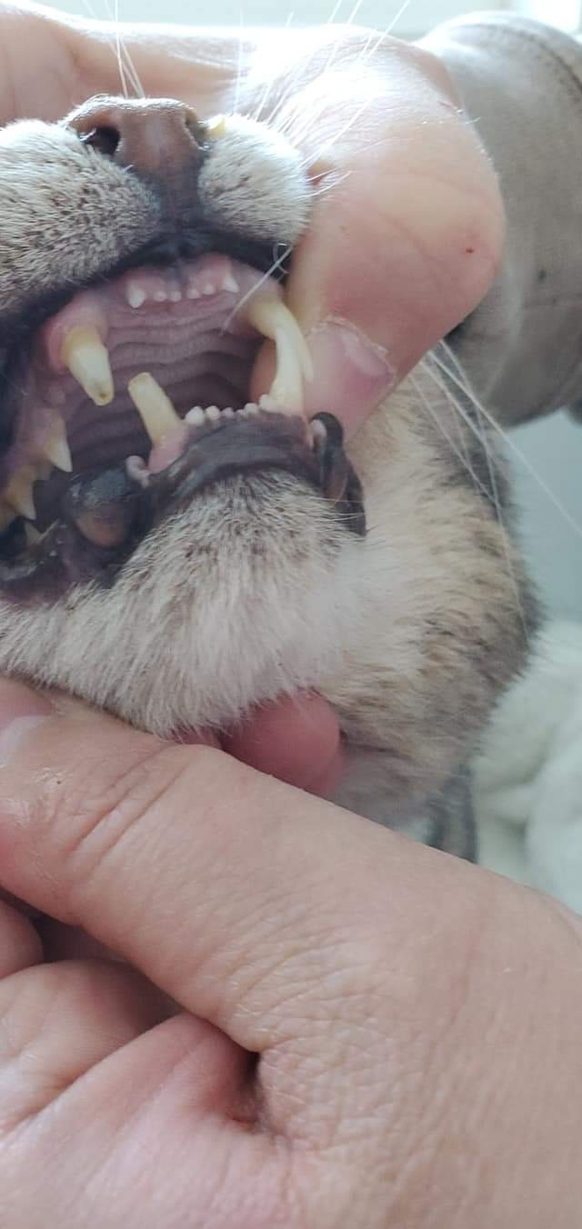 Fundraiser by Erika Bogert : To cover upcoming vet bill