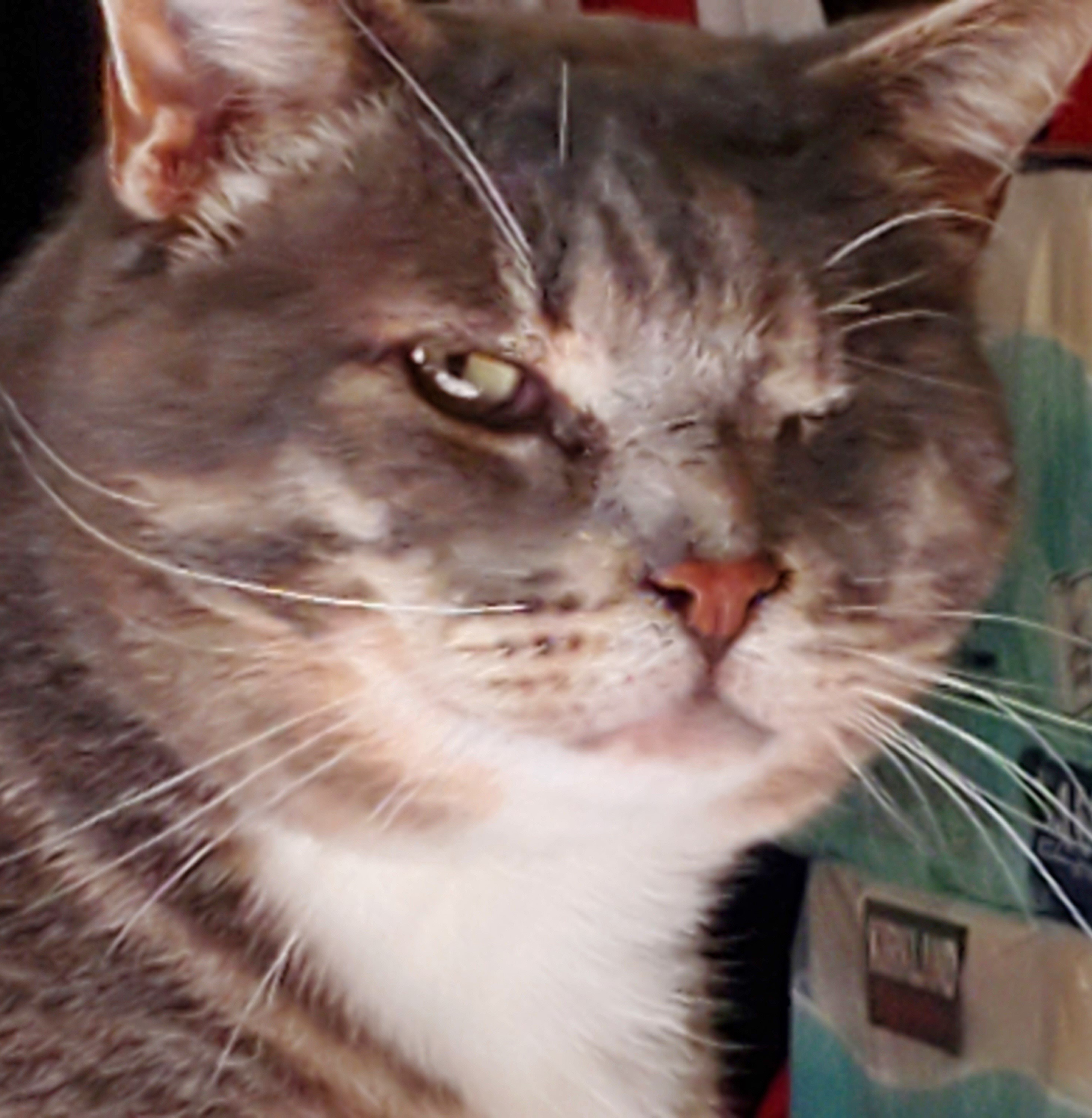 Fundraiser by Erika Bogert : To cover upcoming vet bill