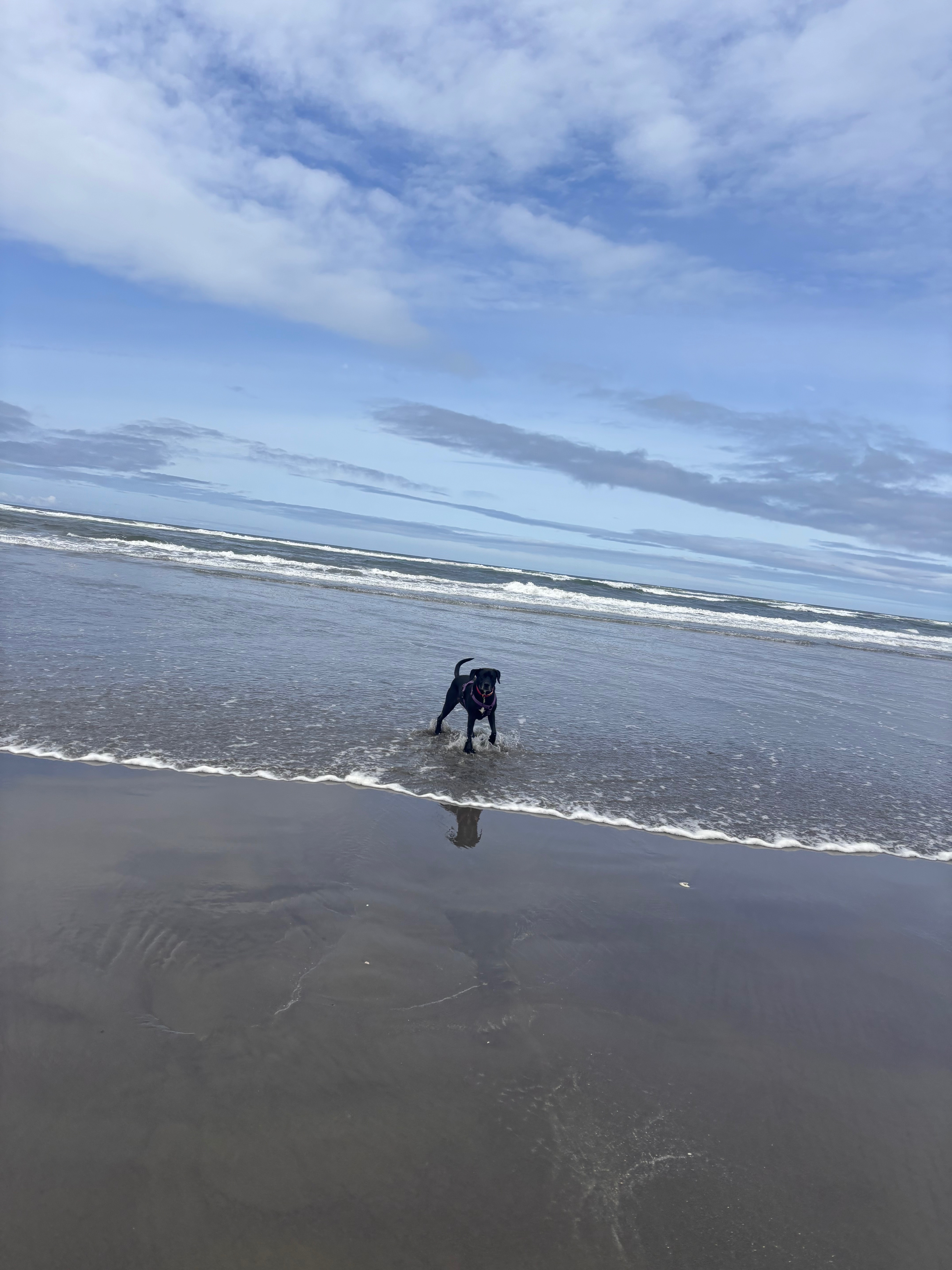 Fundraiser by yvonne schuyler : Help Bring Chanel Home