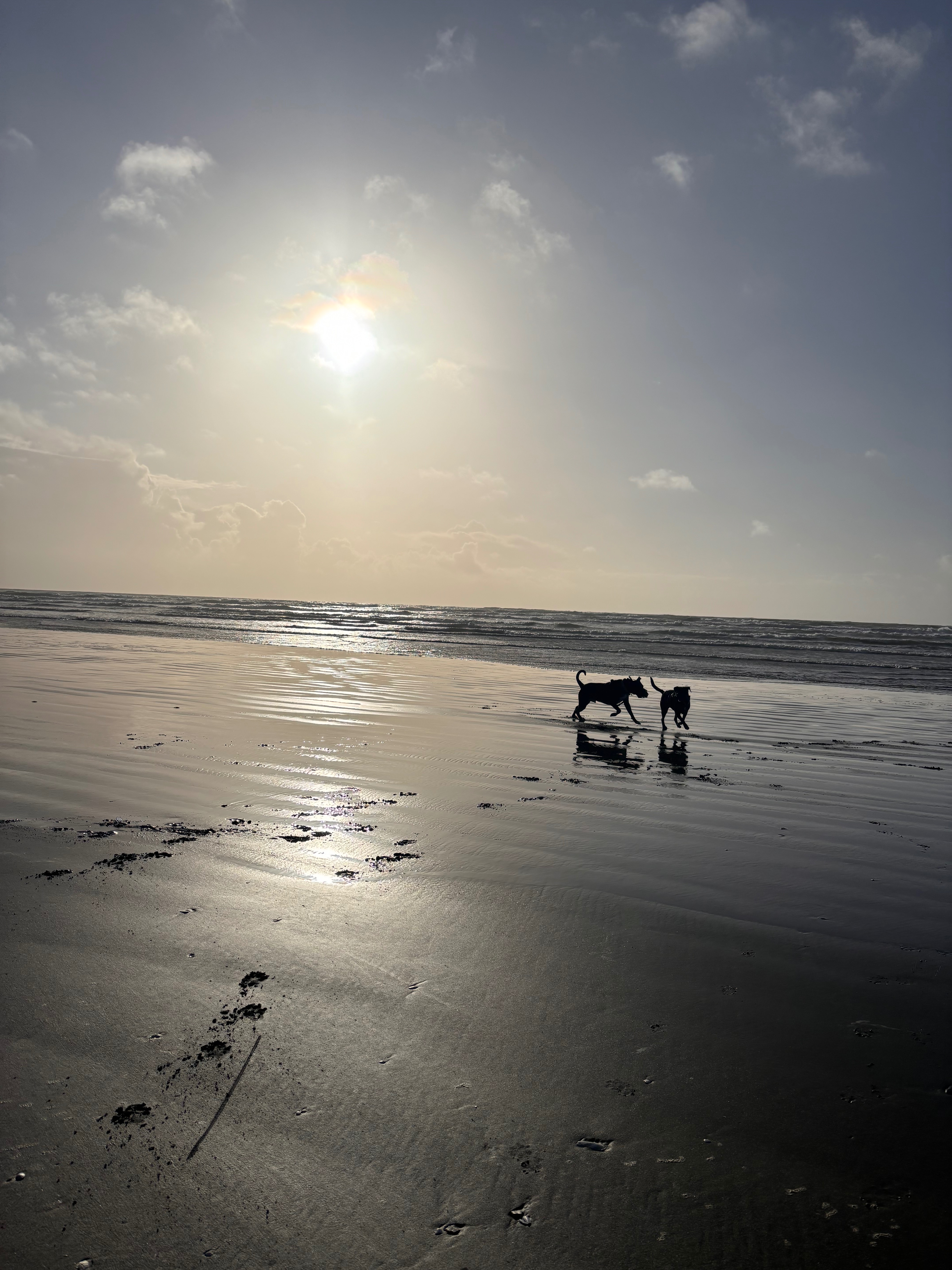 Fundraiser by yvonne schuyler : Help Bring Chanel Home