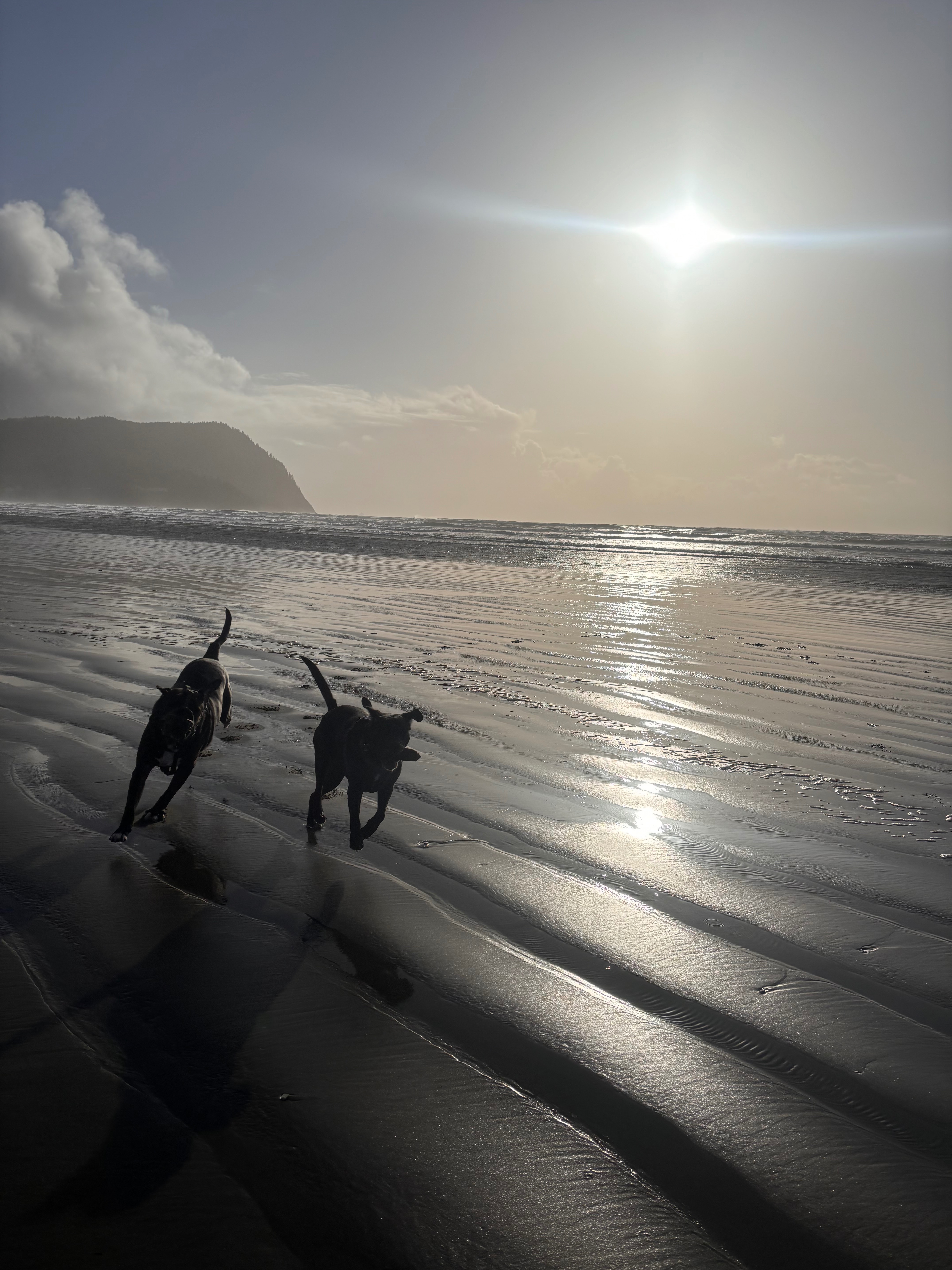 Fundraiser by yvonne schuyler : Help Bring Chanel Home