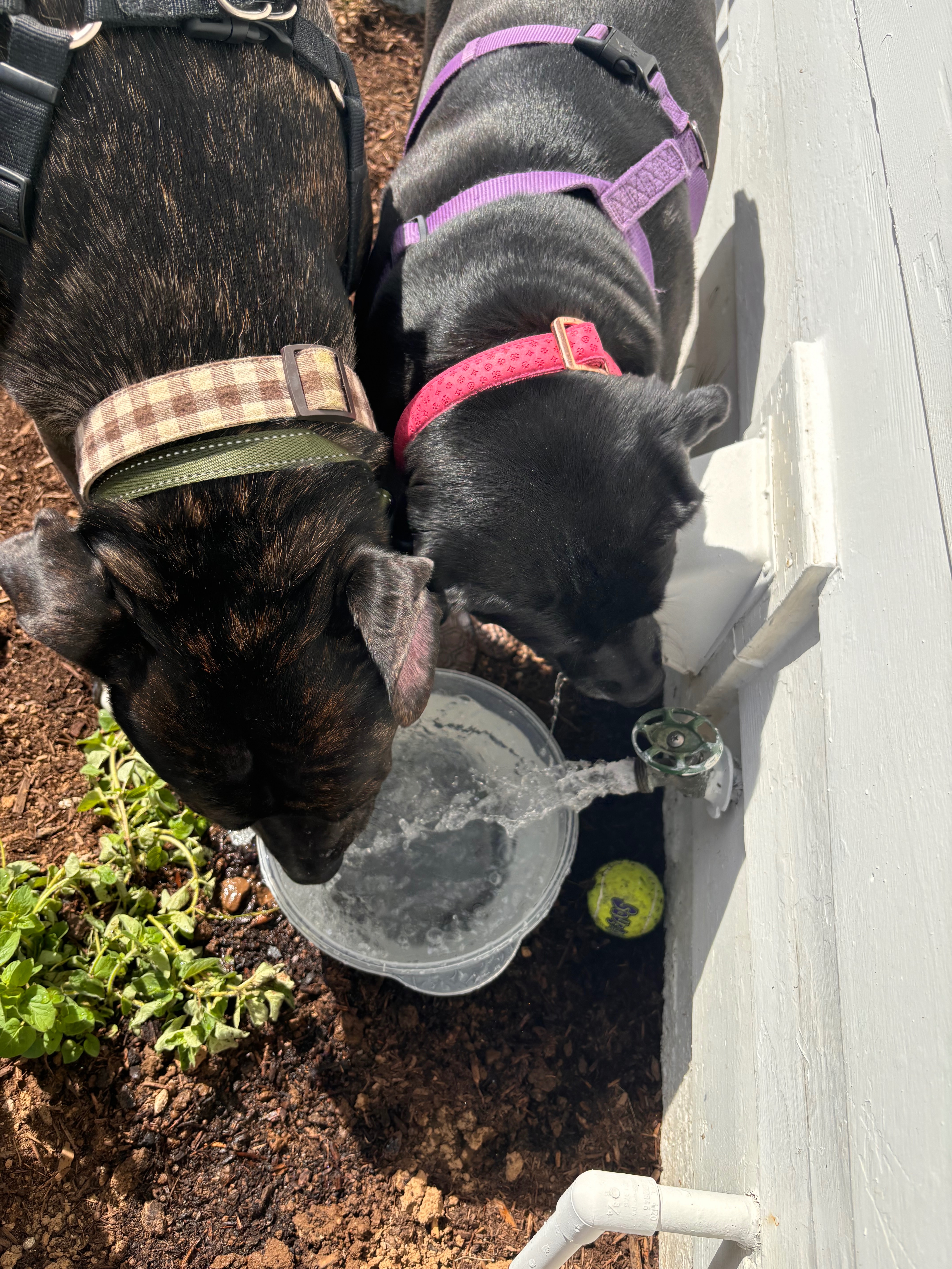 Fundraiser by yvonne schuyler : Help Bring Chanel Home