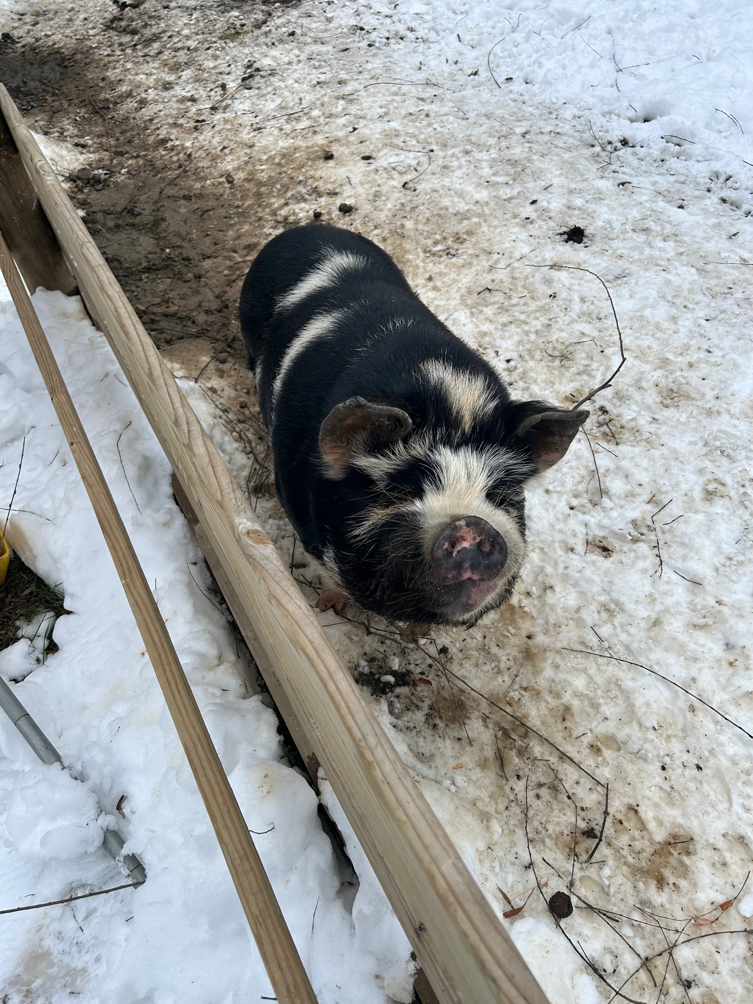 Fundraiser by Craig Berndt : Help Rebuild Our Rescued Pigs' Home