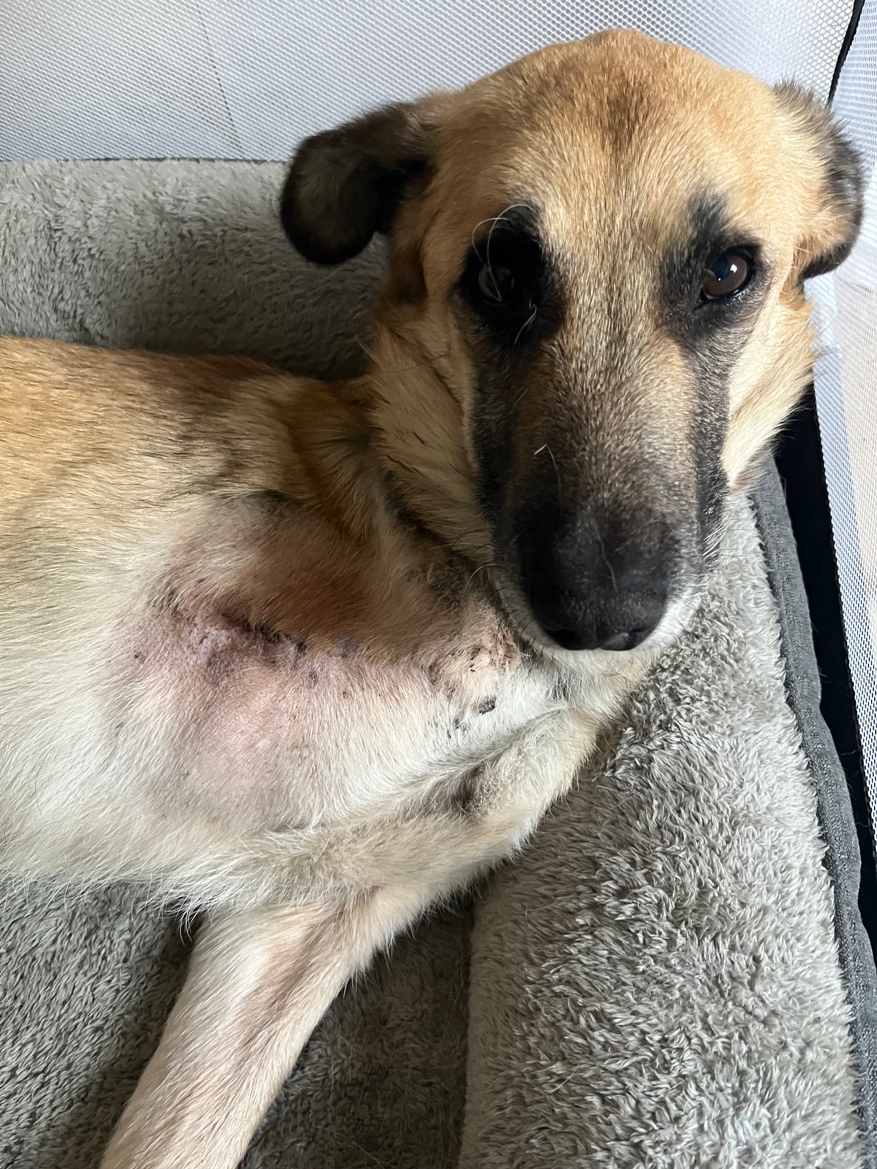 Fundraiser by Malve Eggers : Bruno- Ein passender Rolli für Lebensqualität