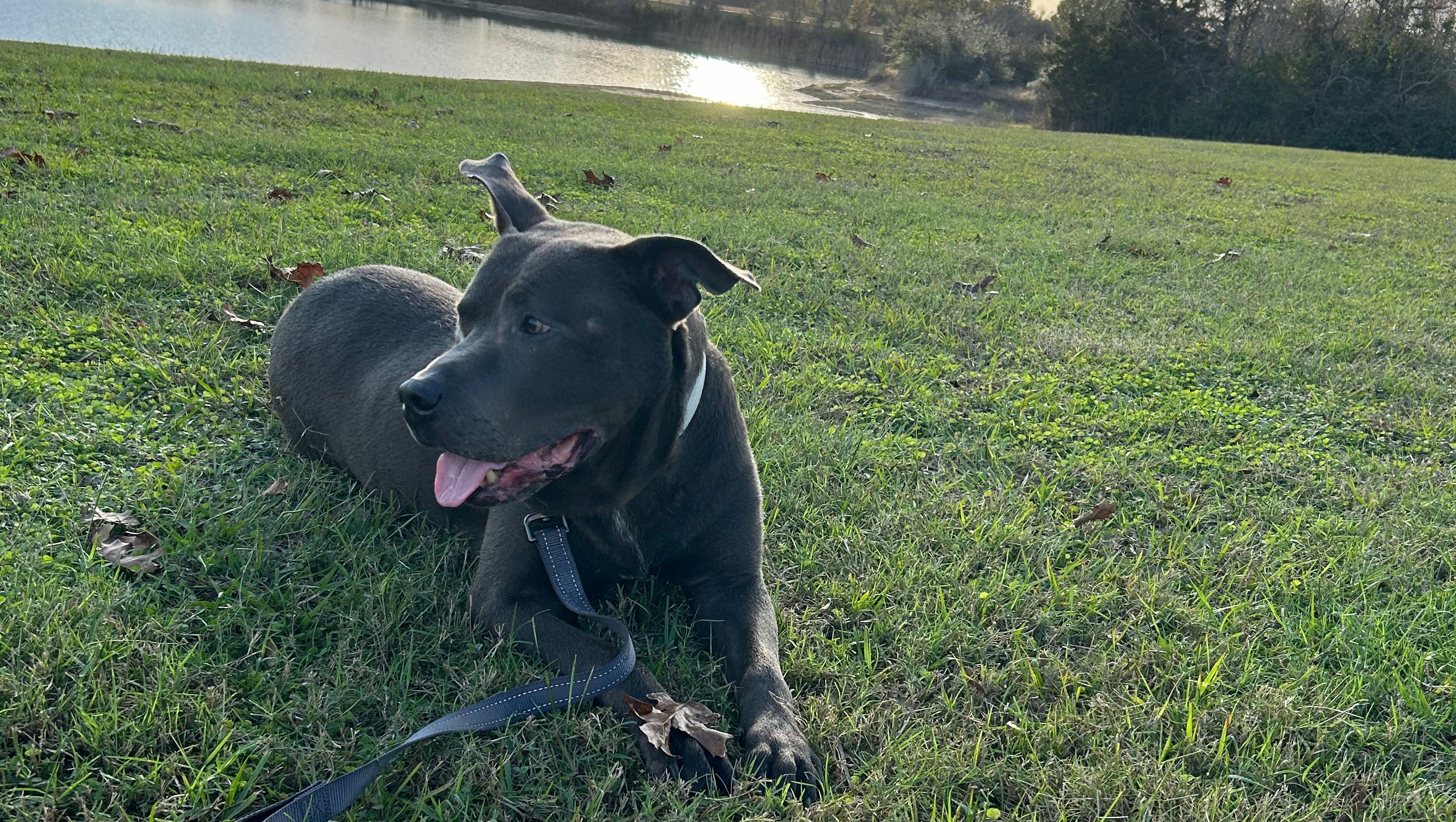 Fundraiser by Jessica Rappa : Help Capone Get the Surgery He Needs