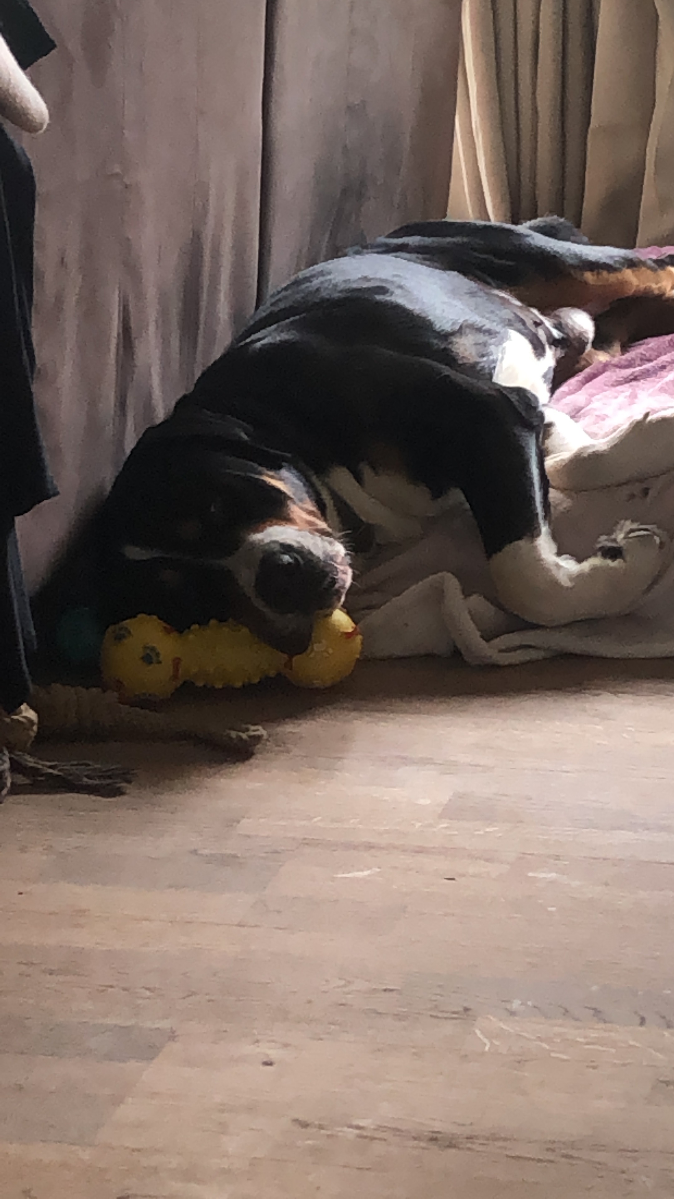 Fundraiser by Joyce Ivens : Spende für Odin‘s Operation