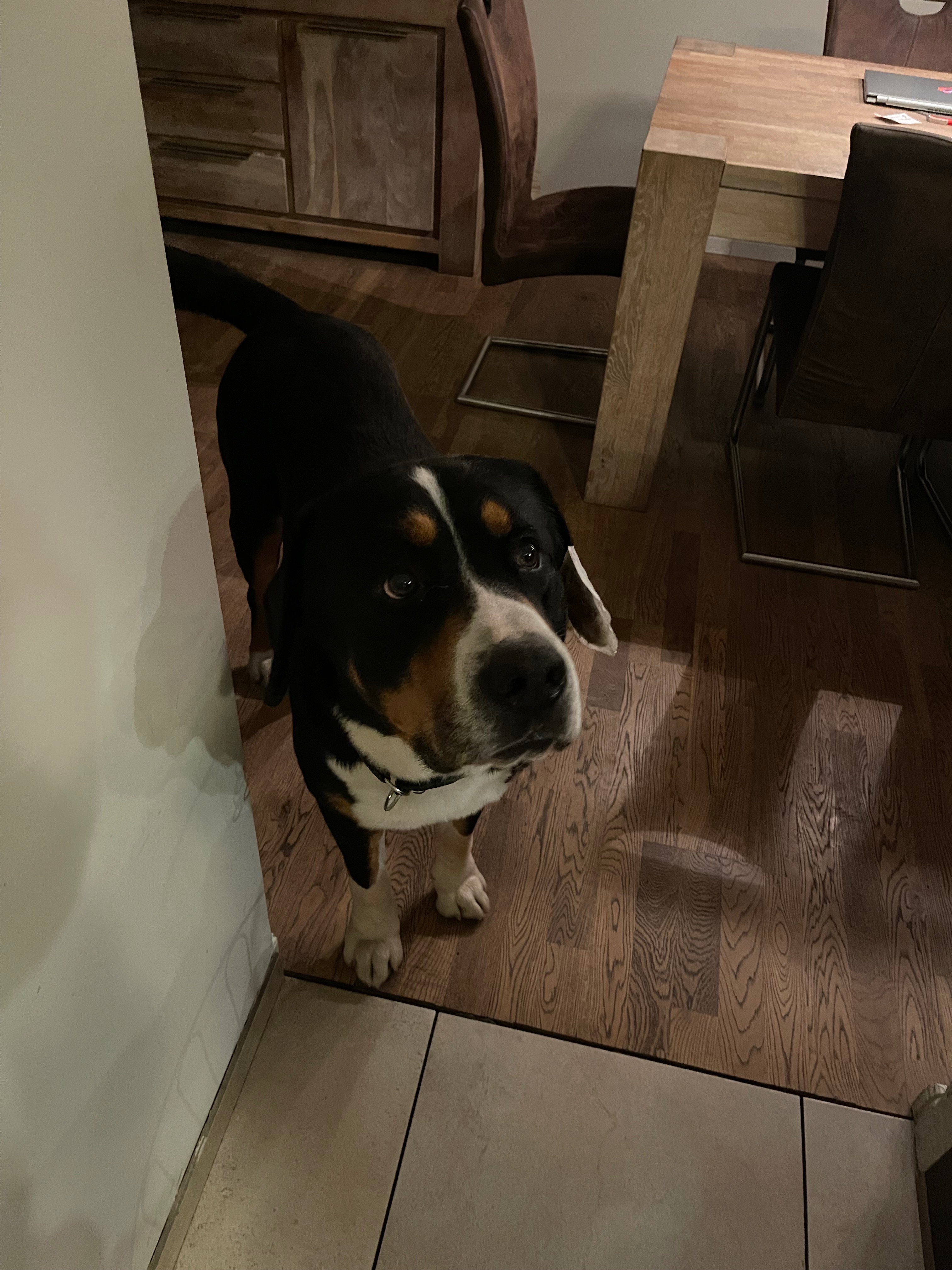 Fundraiser by Joyce Ivens : Spende für Odin‘s Operation