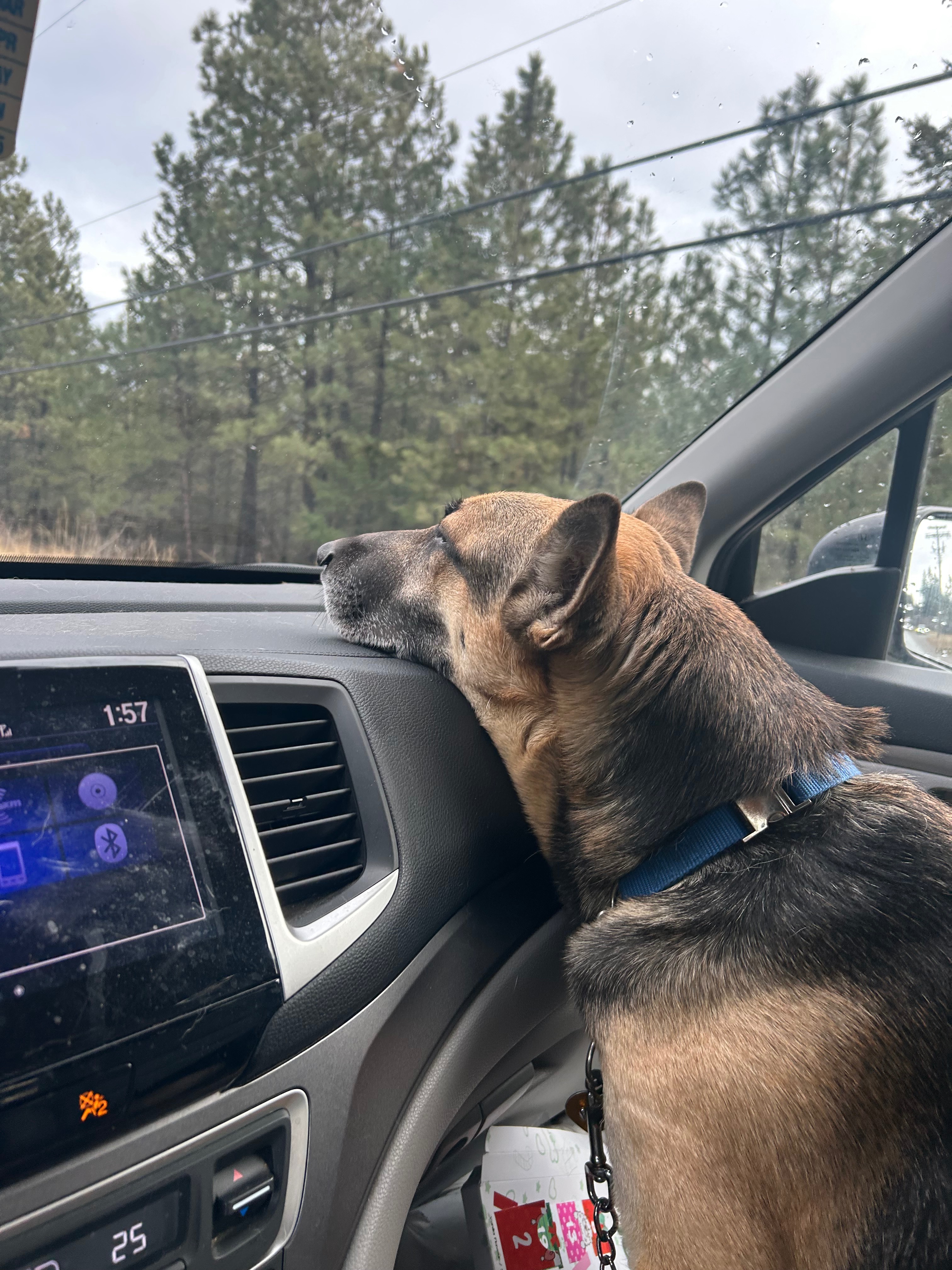 Fundraiser by Marianne Marshall : Donate to Cover Arturo’s Vet Expenses