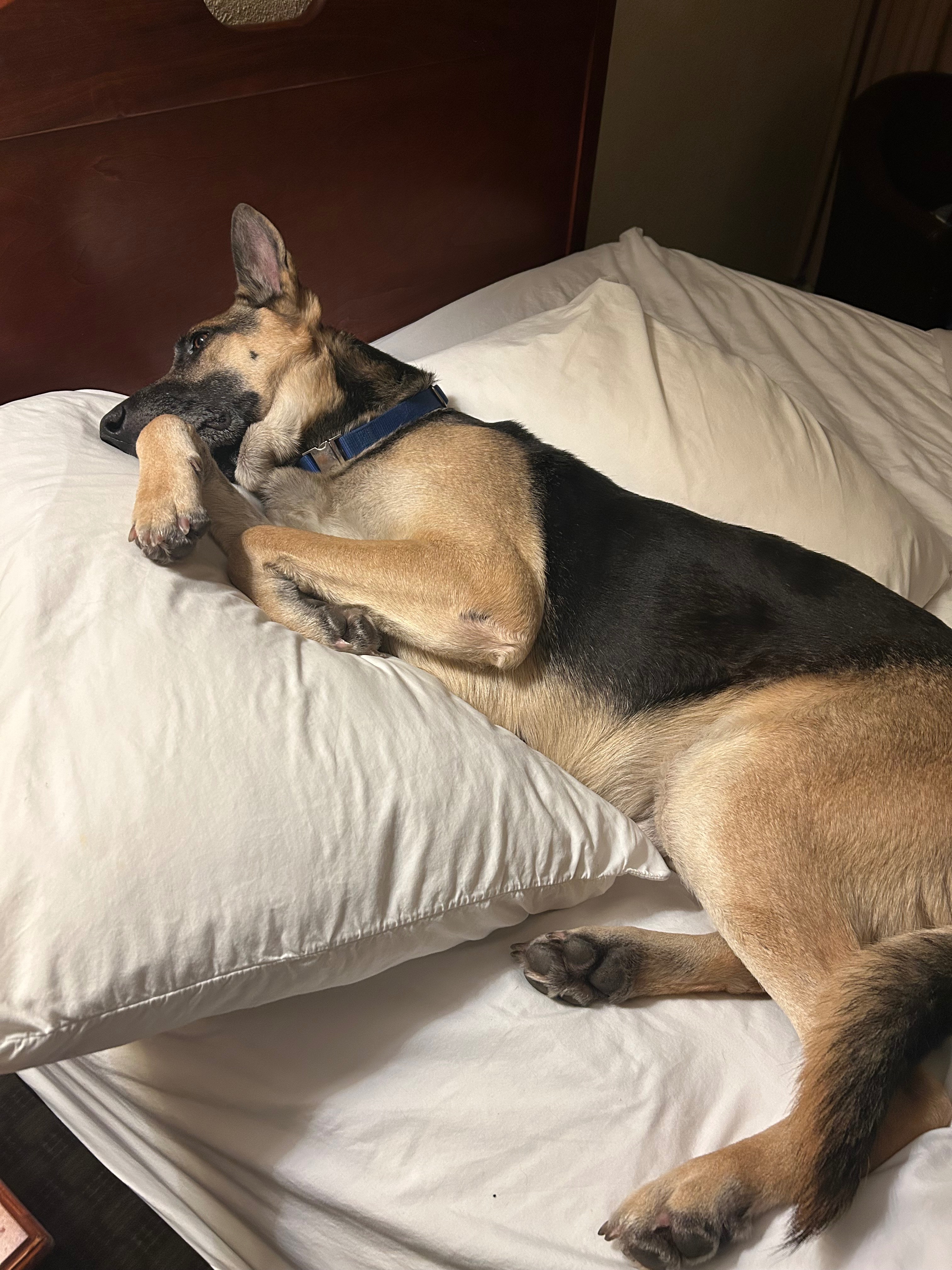 Fundraiser by Marianne Marshall : Donate to Cover Arturo’s Vet Expenses