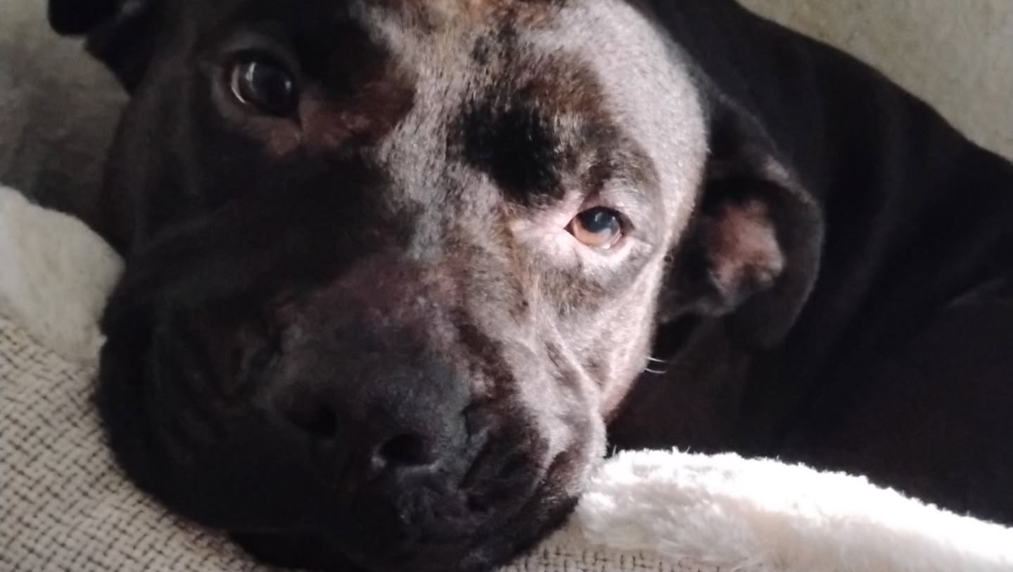 Fundraiser by Nevaeh Seymour : Help Asher Get Emergency Surgery