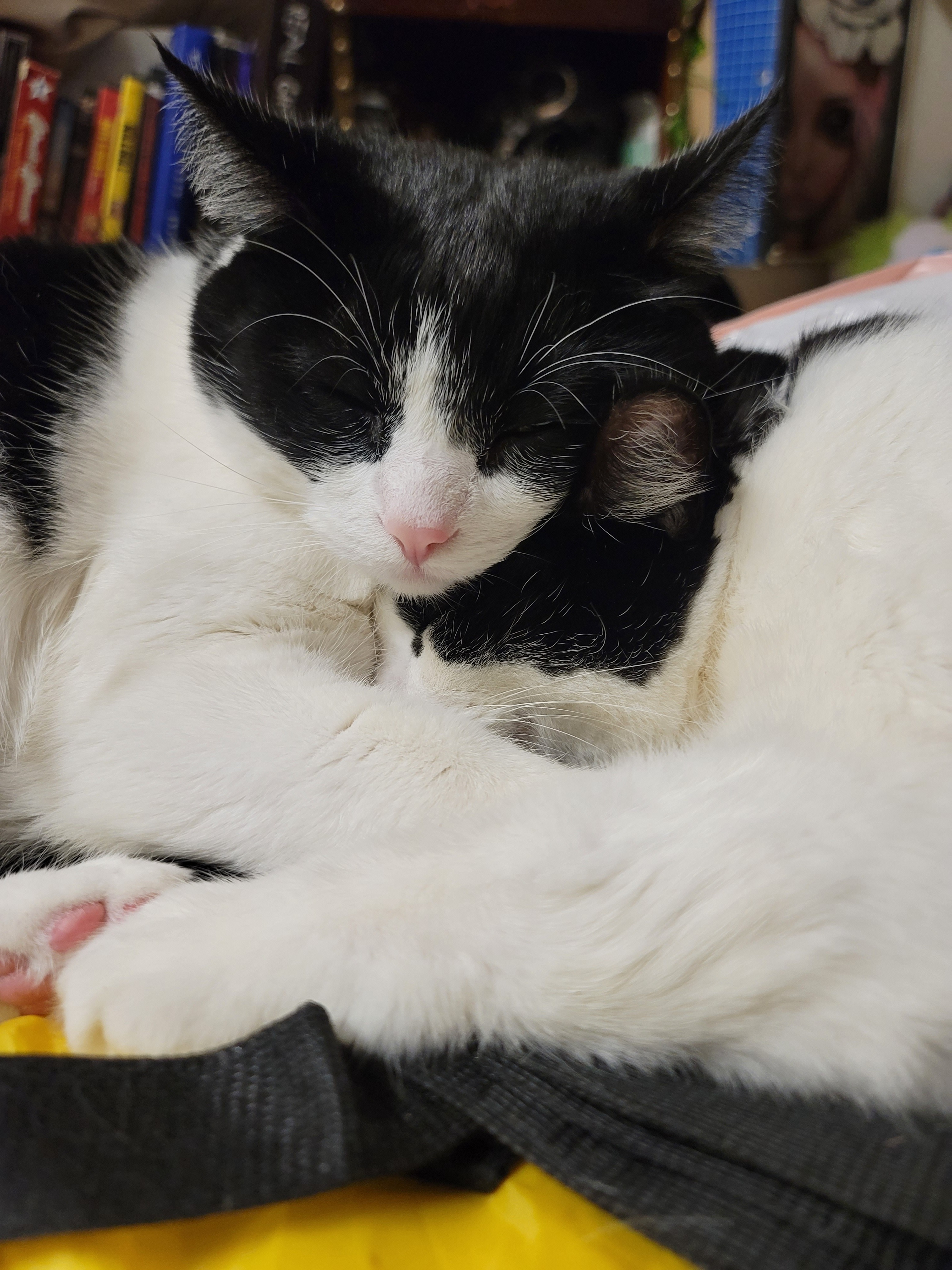 Fundraiser by Raven Lastoria : Astro’s Tumour Removal Surgery