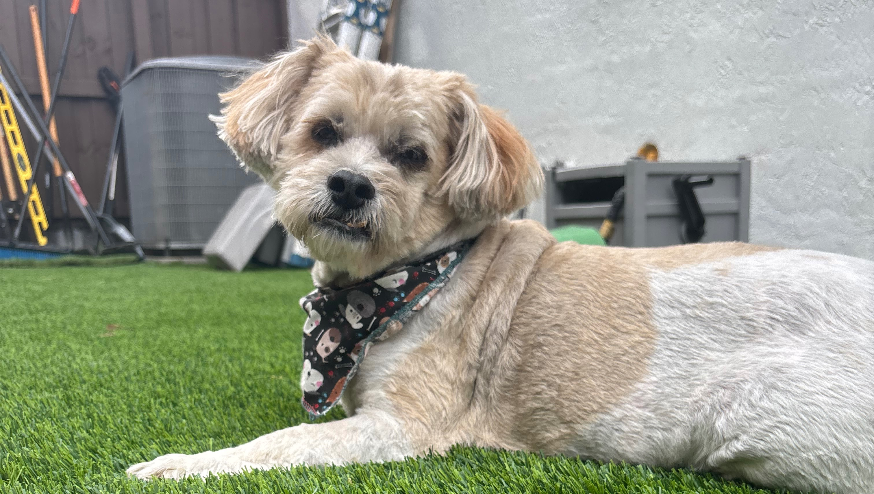 Fundraiser by Susie Londono : Help Mr. Tofu Recover from Diabetic Crisis