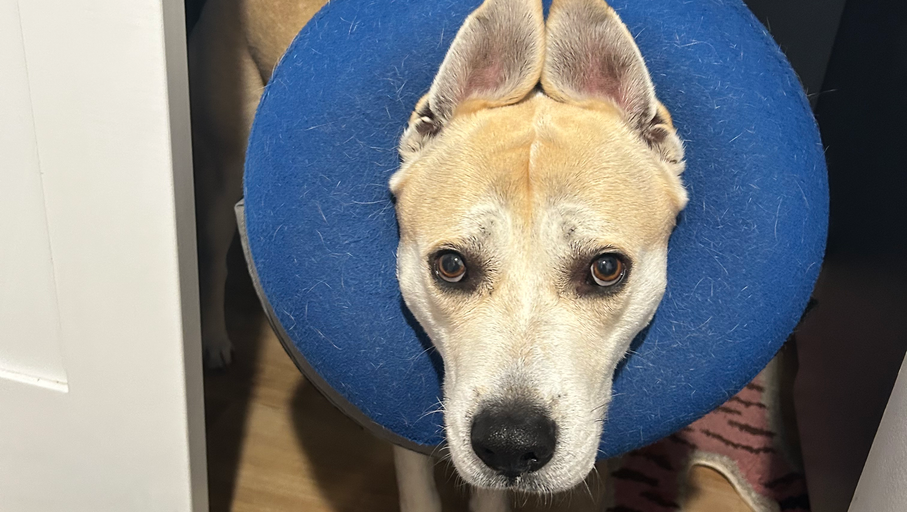 Fundraiser by Kasey Lanier : Luka is Getting his Toe Amputated!