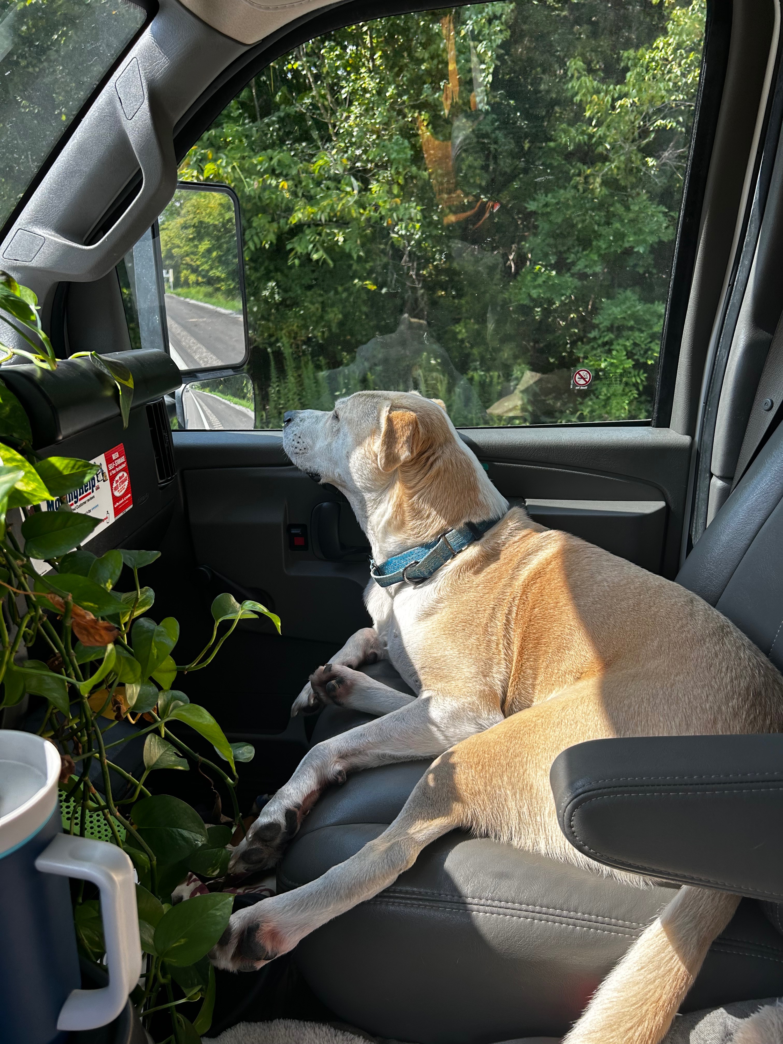 Fundraiser by Kasey Lanier : Luka is Getting his Toe Amputated!